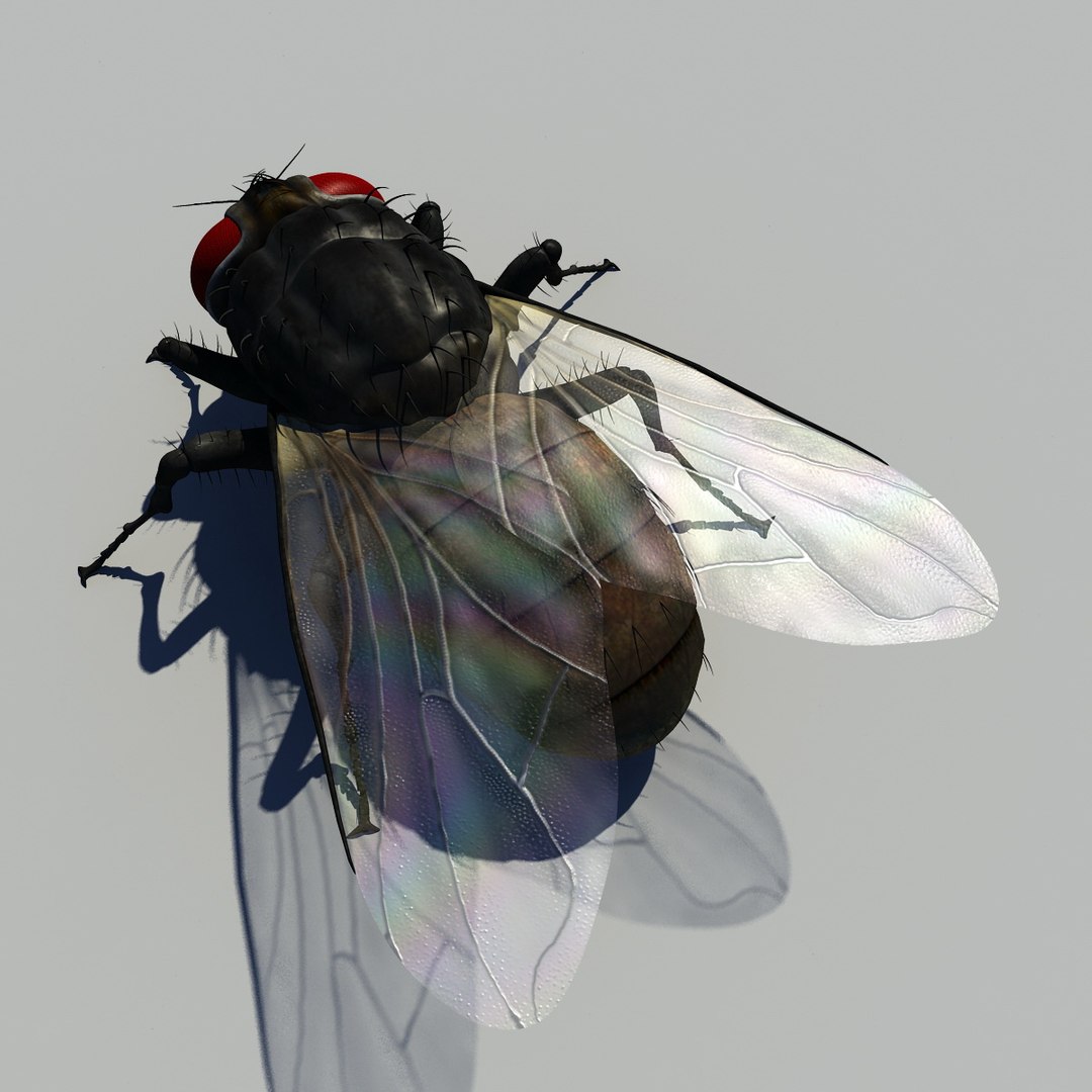 3d House Fly Model