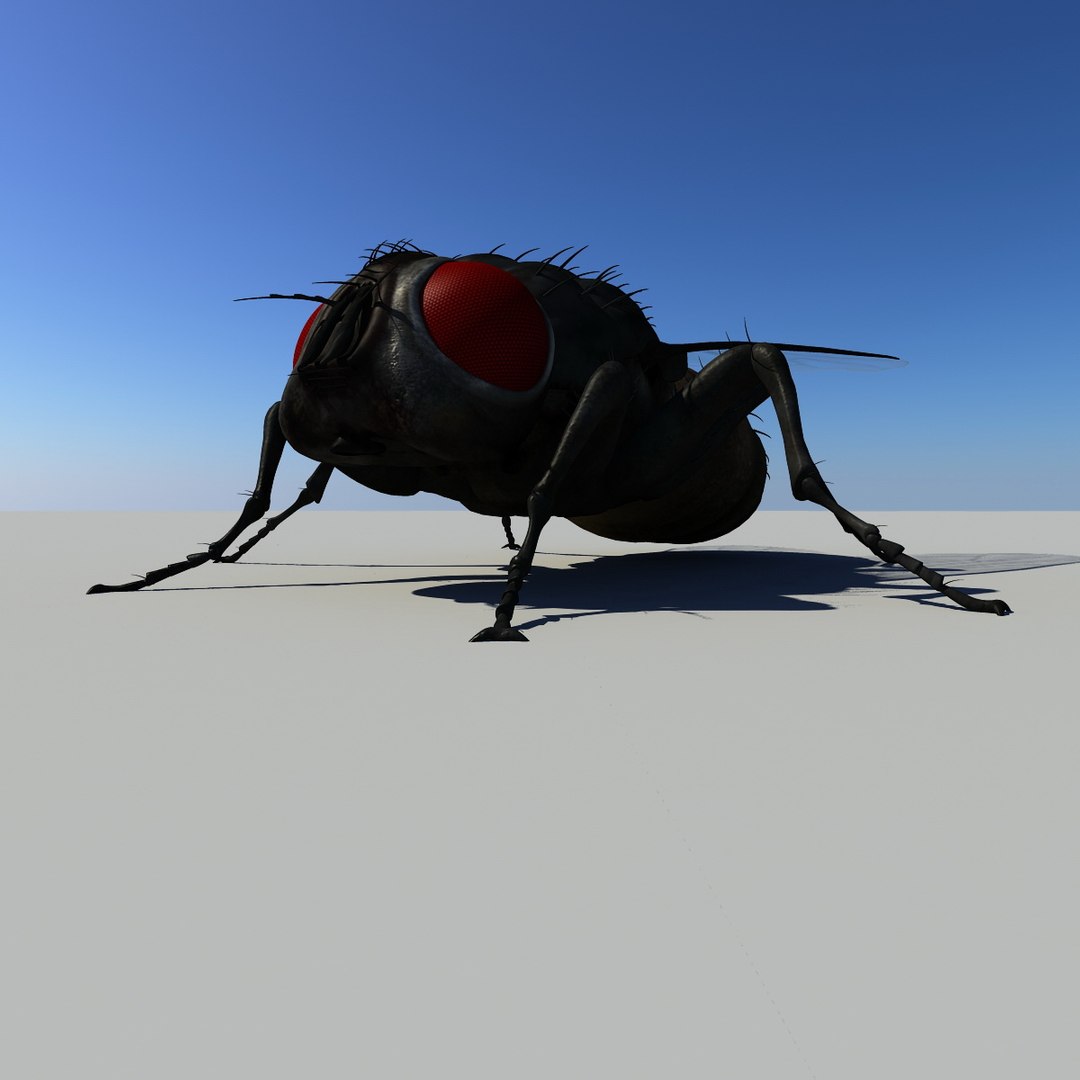 3d House Fly Model
