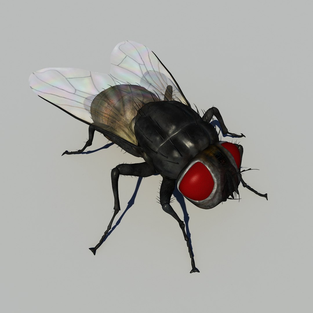 3d House Fly Model