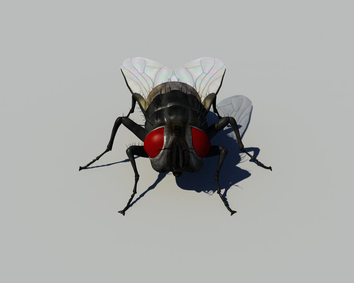 3d House Fly Model