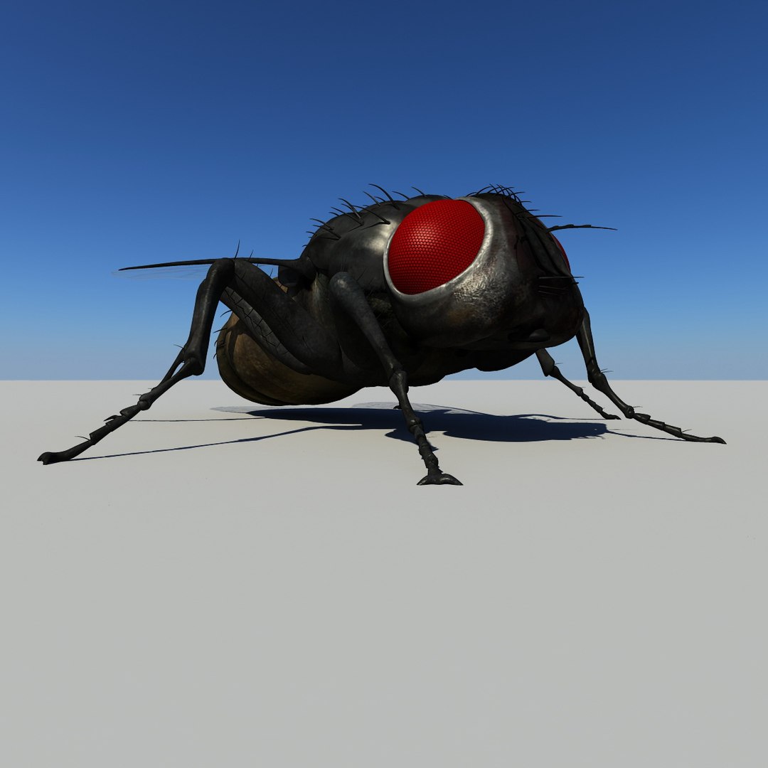 3d House Fly Model