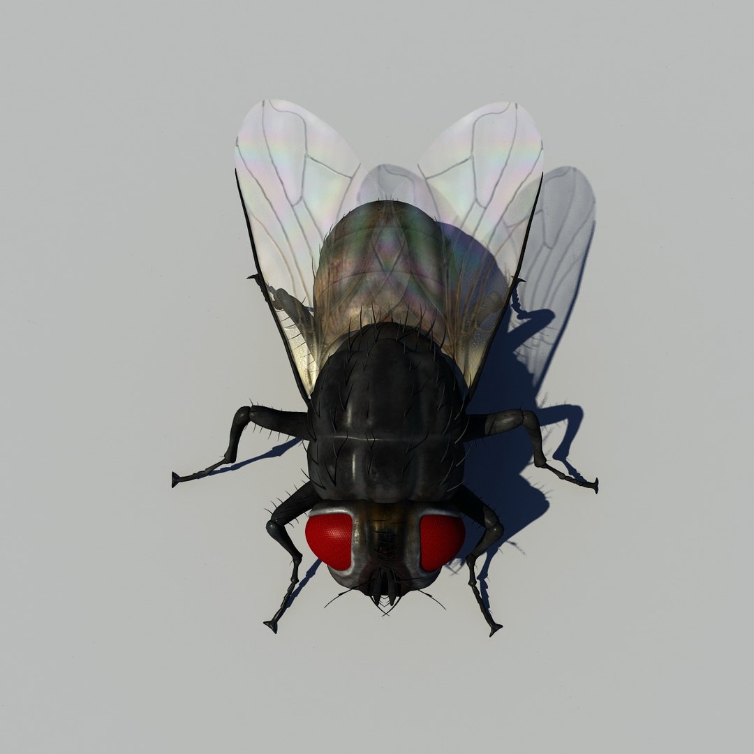 3d House Fly Model