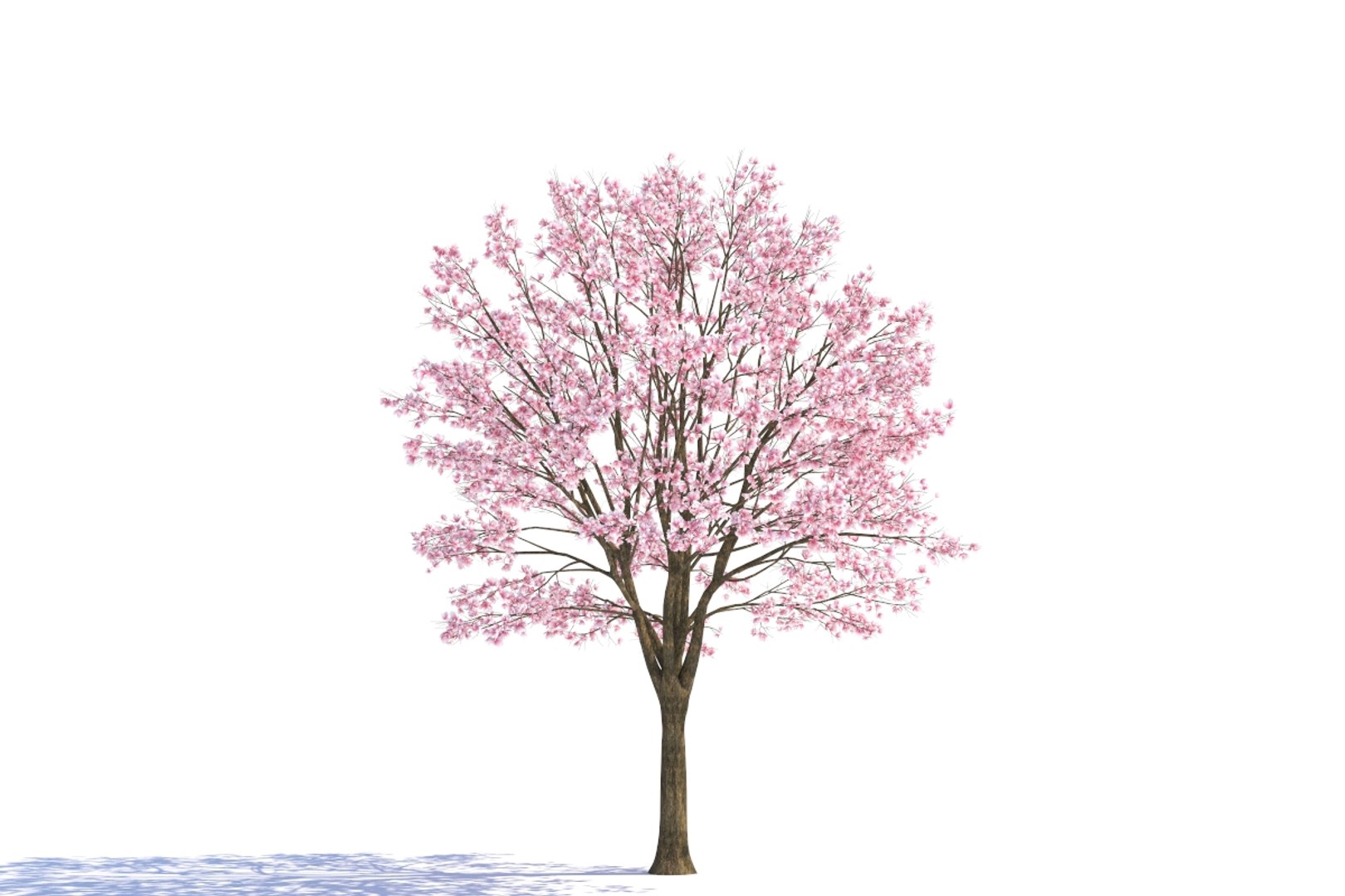 3d Tree Magnolia Model