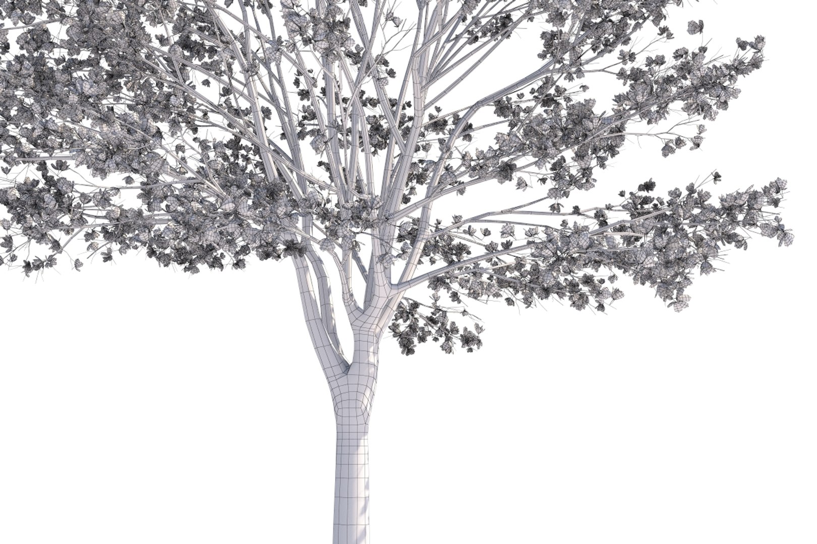 3d Tree Magnolia Model
