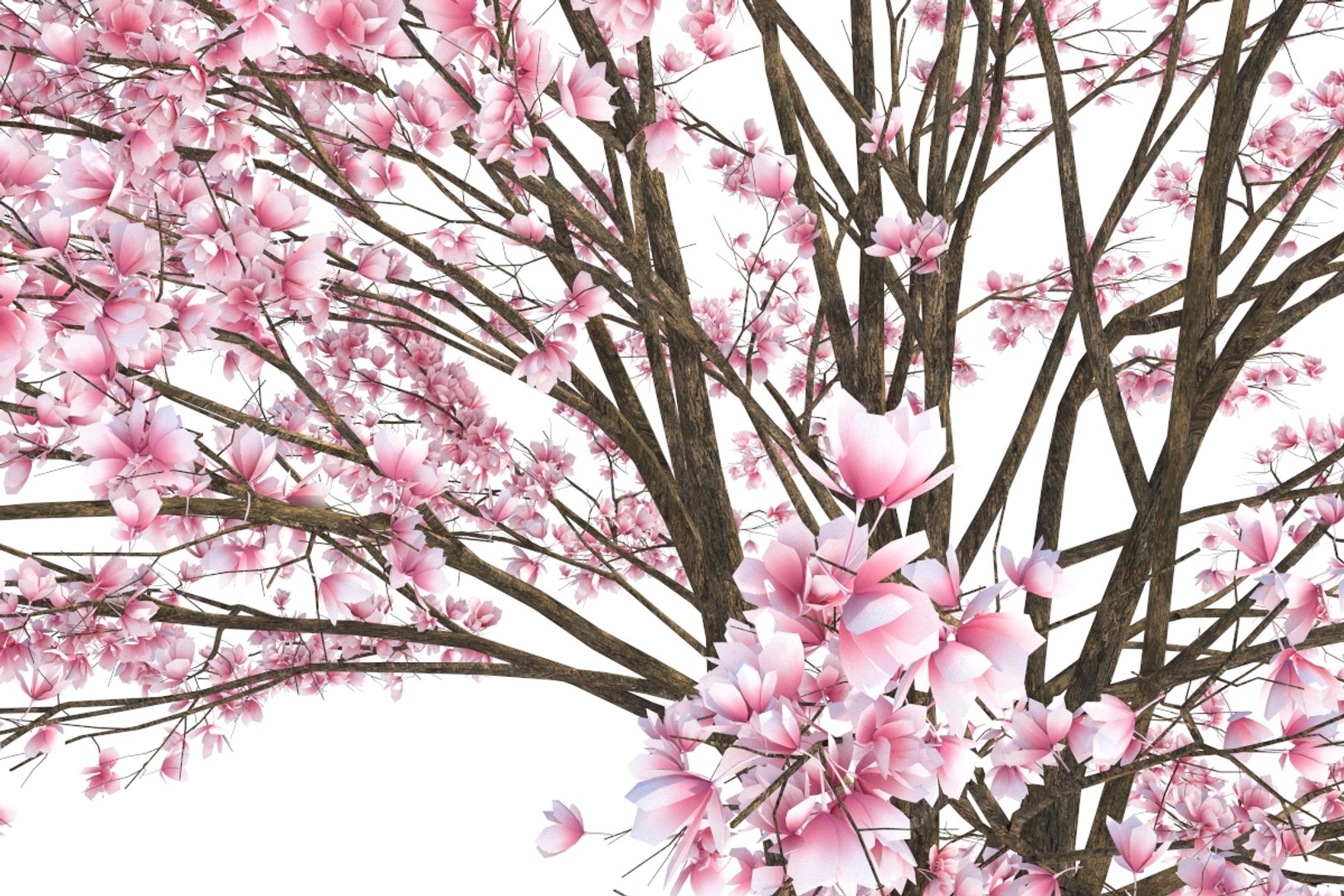 3d Tree Magnolia Model