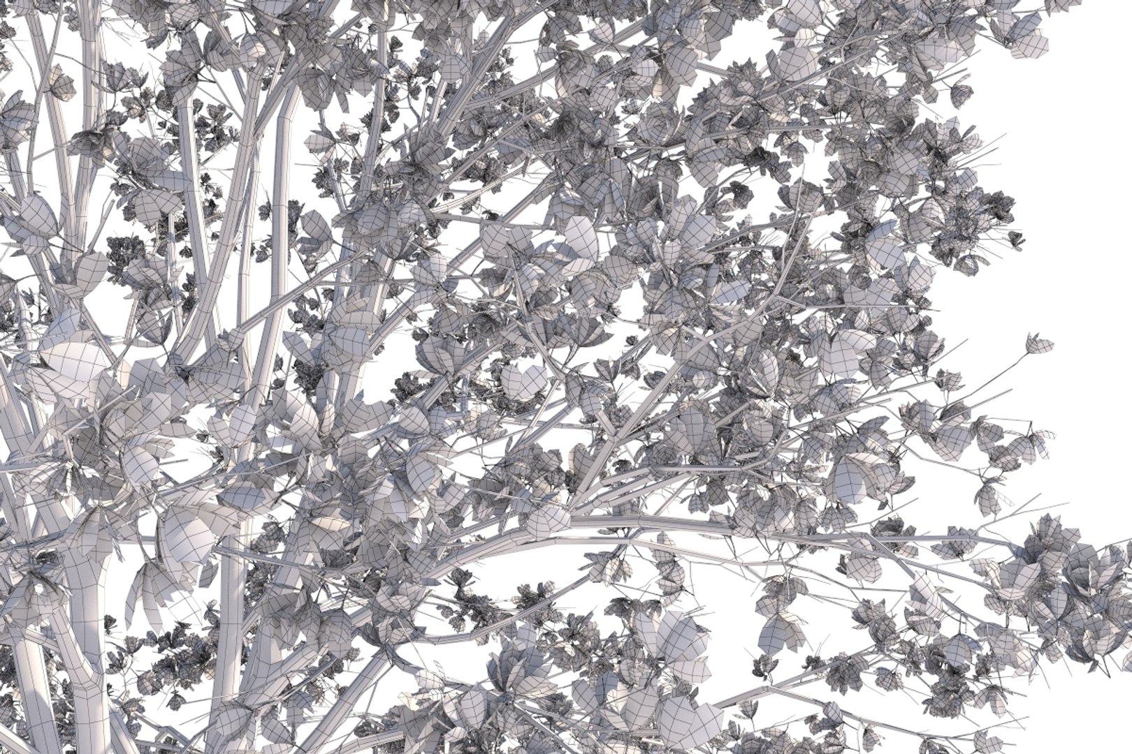 3d Tree Magnolia Model