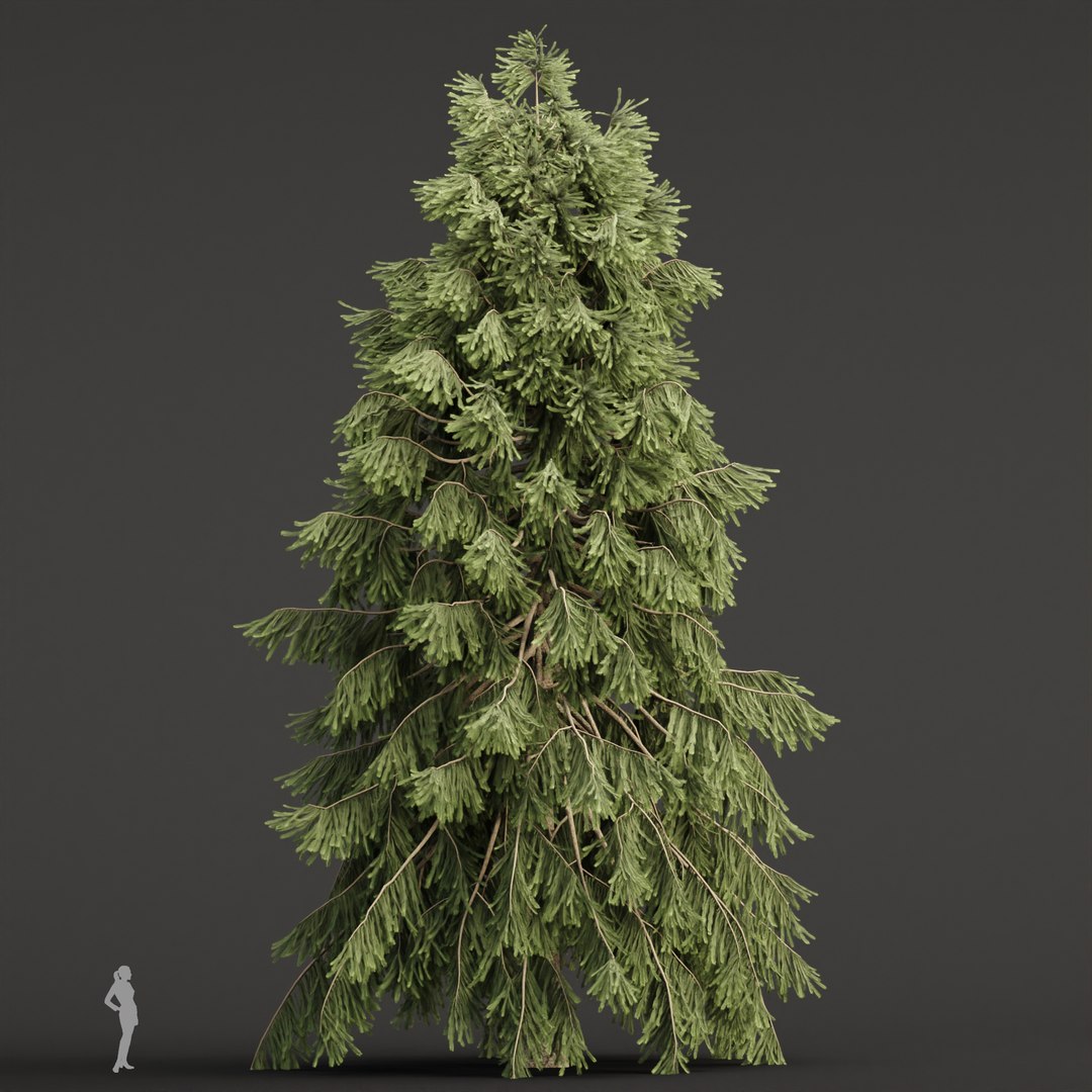 3D West Himalayan Spruce Trees Collection Vol 47-3dmodel - TurboSquid 2248961
