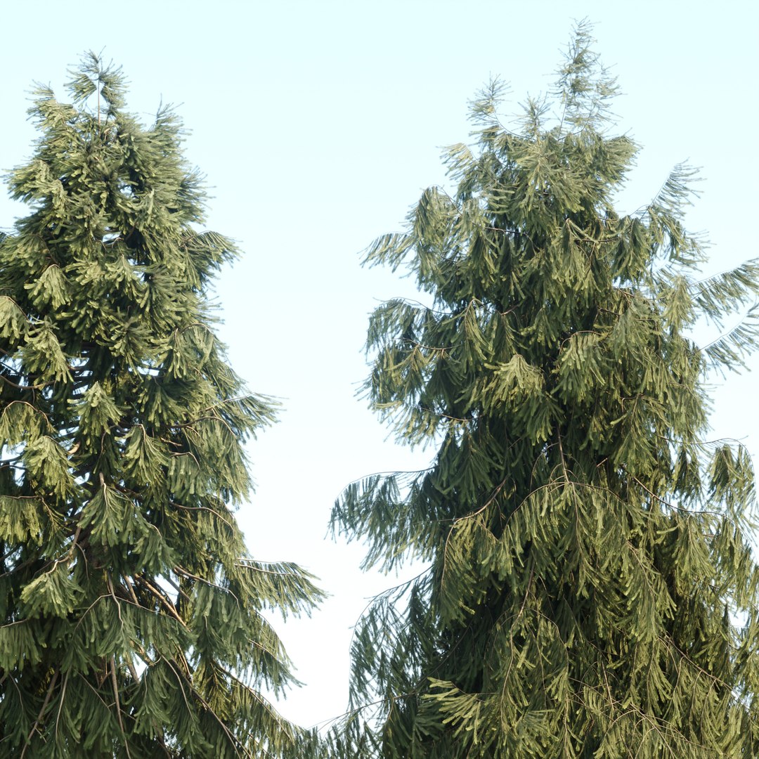 3D West Himalayan Spruce Trees Collection Vol 47-3dmodel - TurboSquid ...