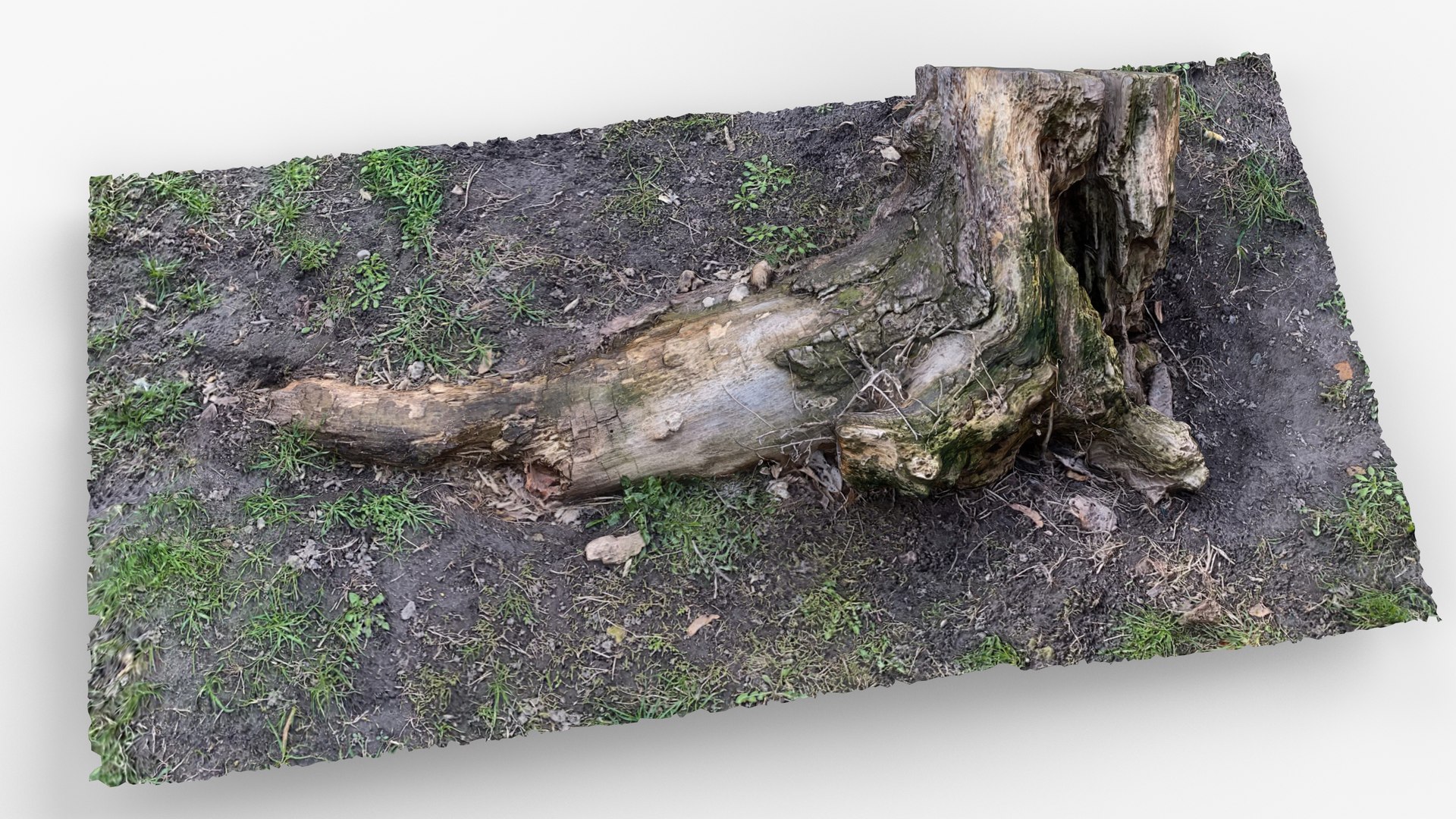 3D Photorealistic 3D Scan Of Tree Sawed Stump Model - TurboSquid 2391556