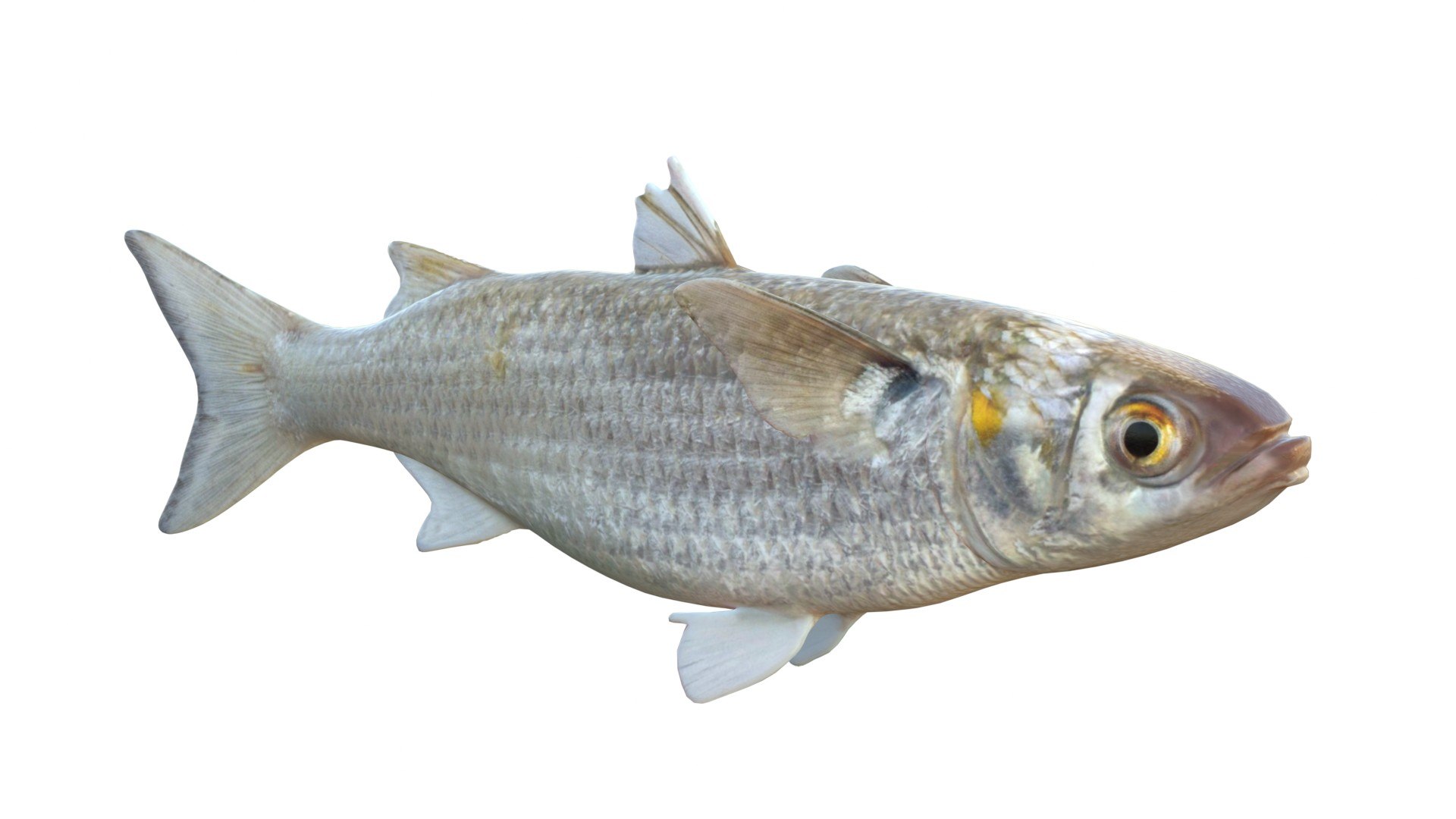 White Mullet Fish 3D Model - TurboSquid 2512823