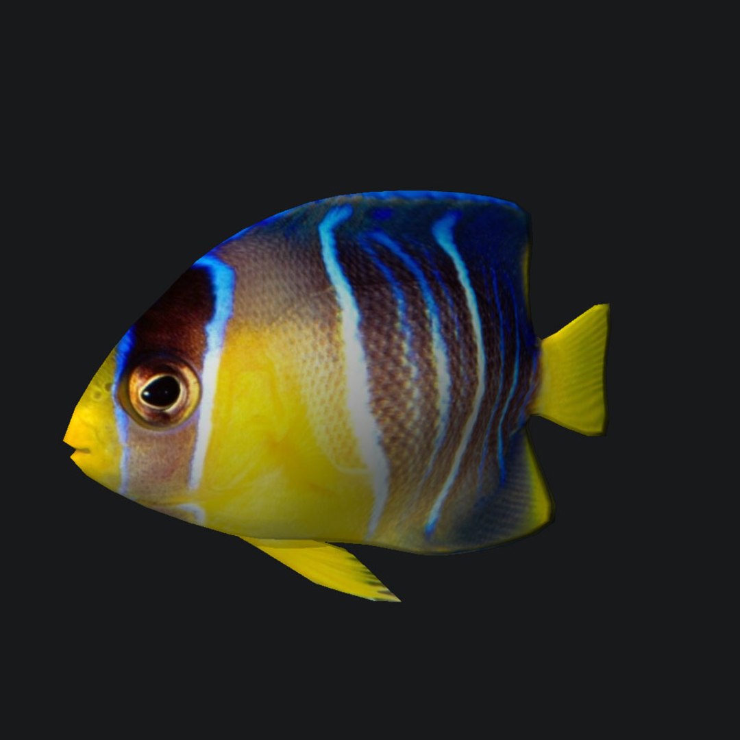 Blue Angel Fish 3D Model - TurboSquid 1244594