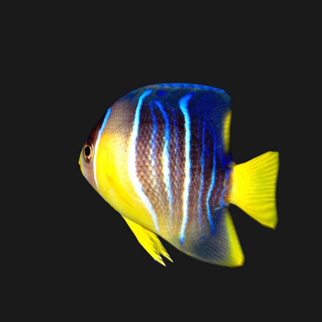 Blue Angel Fish 3D Model - TurboSquid 1244594