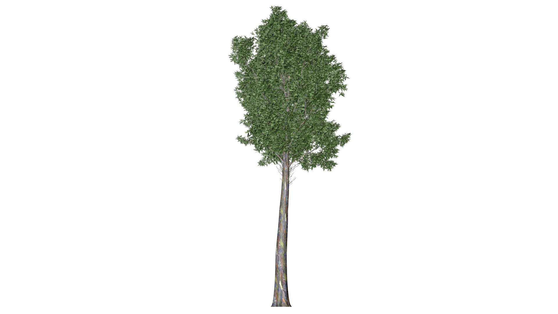 3D Rainbow Gum Tree - 02 - Model - TurboSquid 2377633