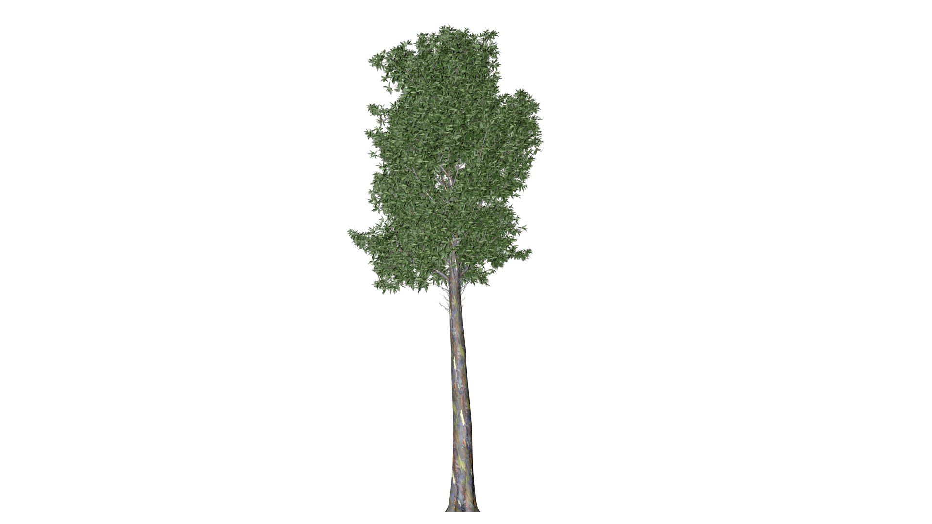 3D Rainbow Gum Tree - 02 - Model - TurboSquid 2377633
