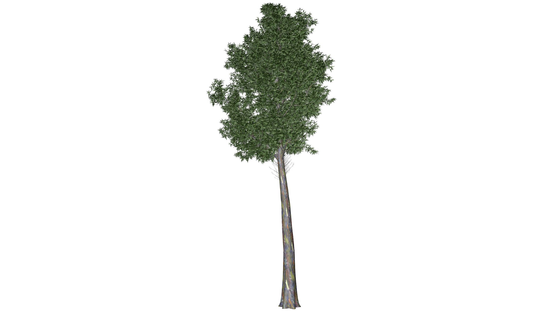 3D Rainbow Gum Tree - 02 - Model - TurboSquid 2377633