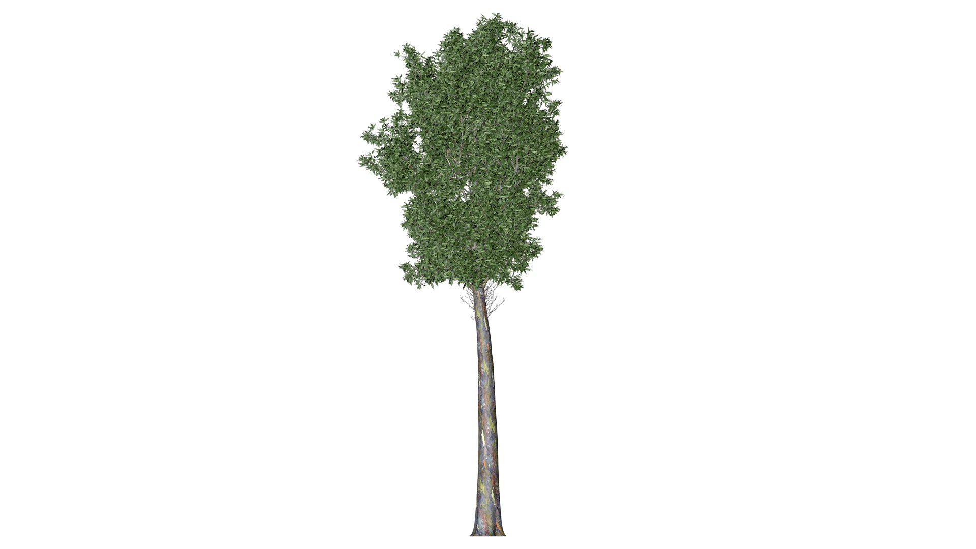 3D Rainbow Gum Tree - 02 - Model - TurboSquid 2377633