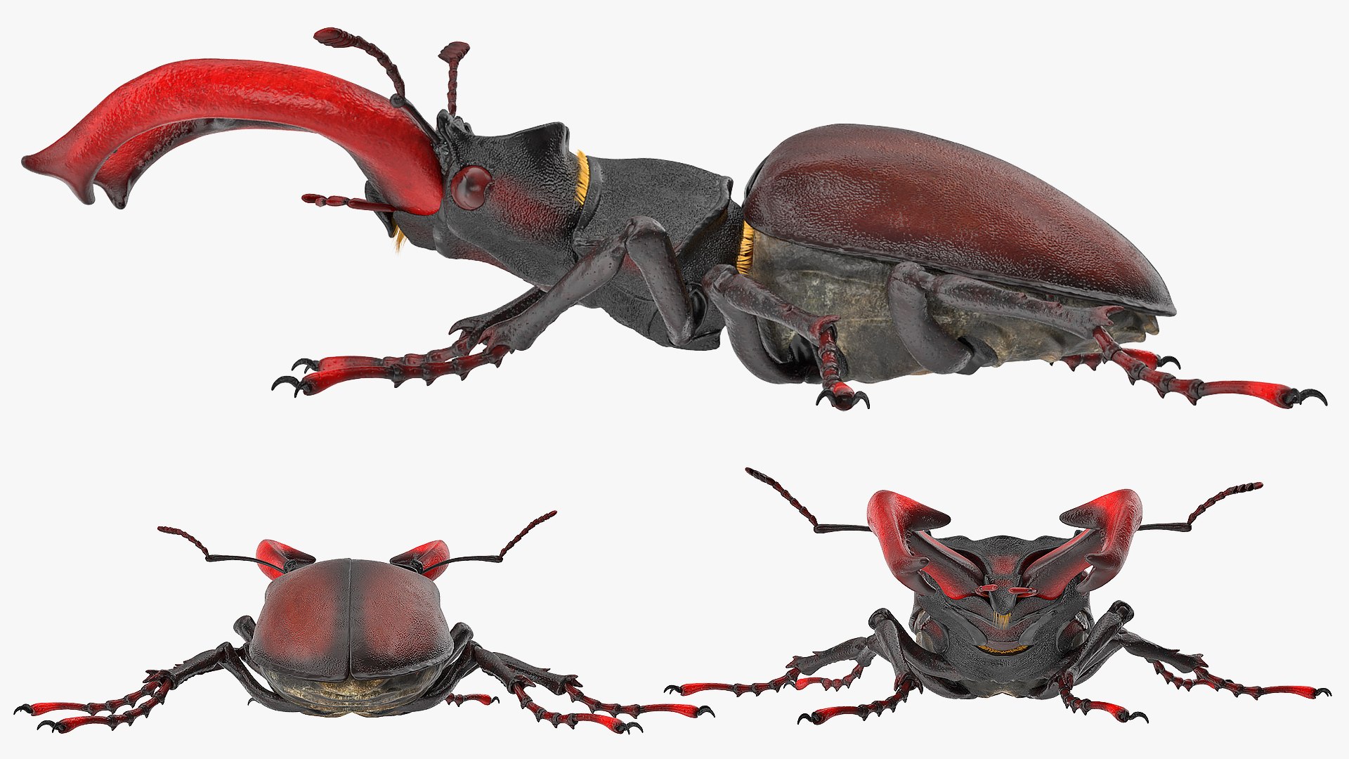 3D lucanus cervus stag beetle model - TurboSquid 1511641