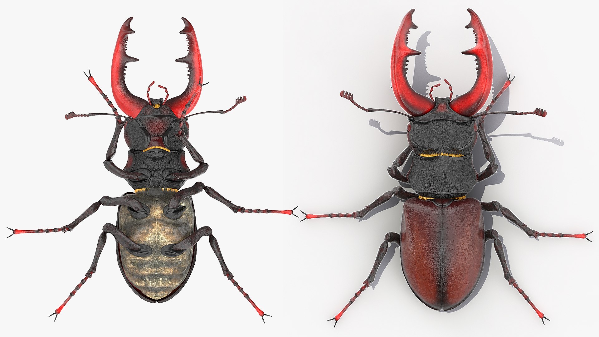 3D lucanus cervus stag beetle model - TurboSquid 1511641