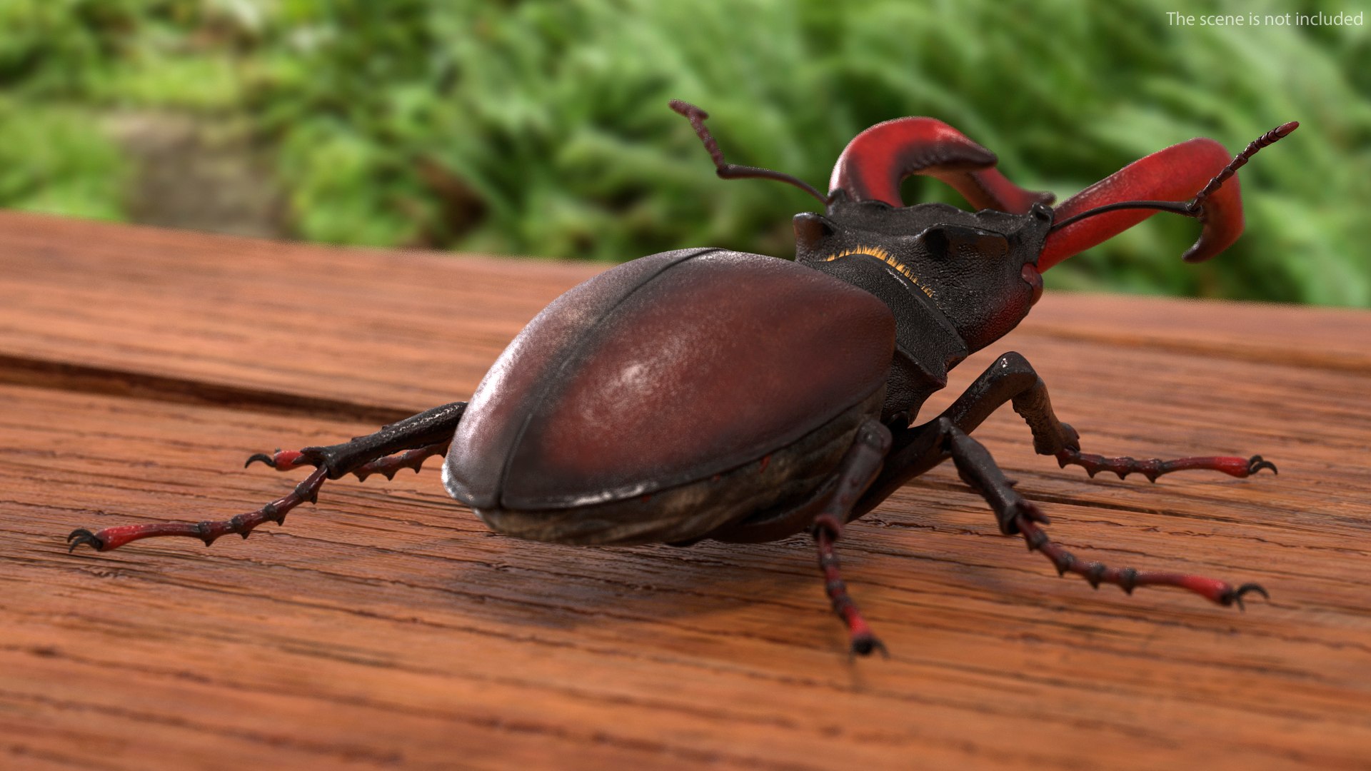 3D Lucanus Cervus Stag Beetle Model - TurboSquid 1511641