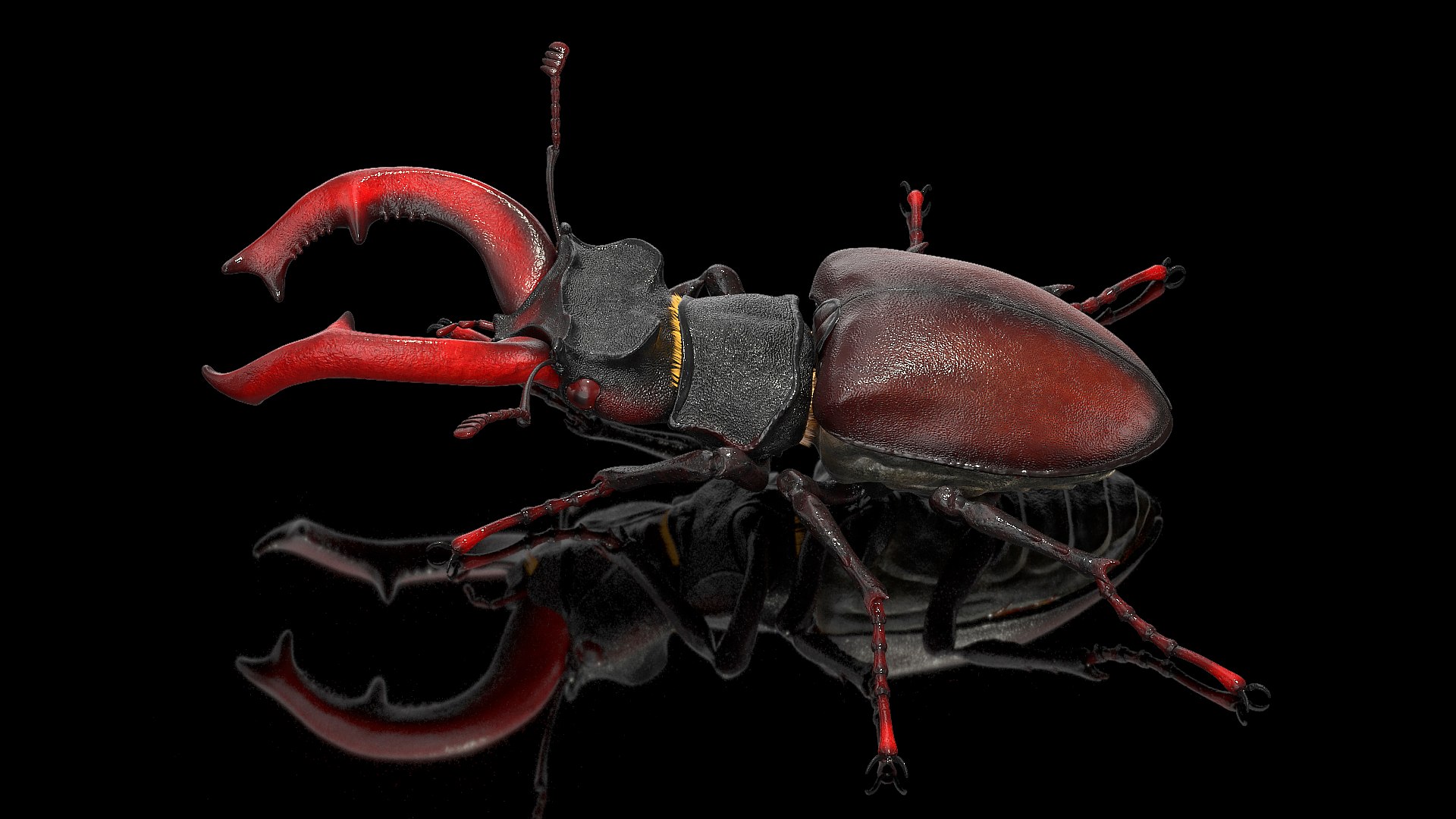 3D lucanus cervus stag beetle model - TurboSquid 1511641