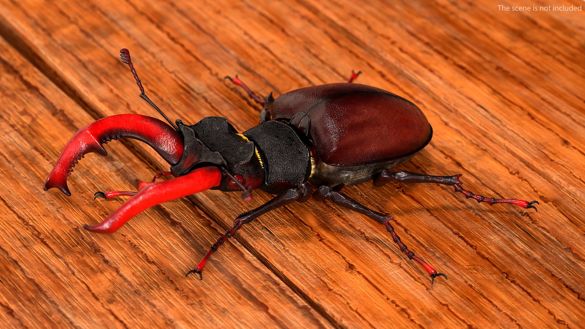 3D Lucanus Cervus Stag Beetle Model - TurboSquid 1511641