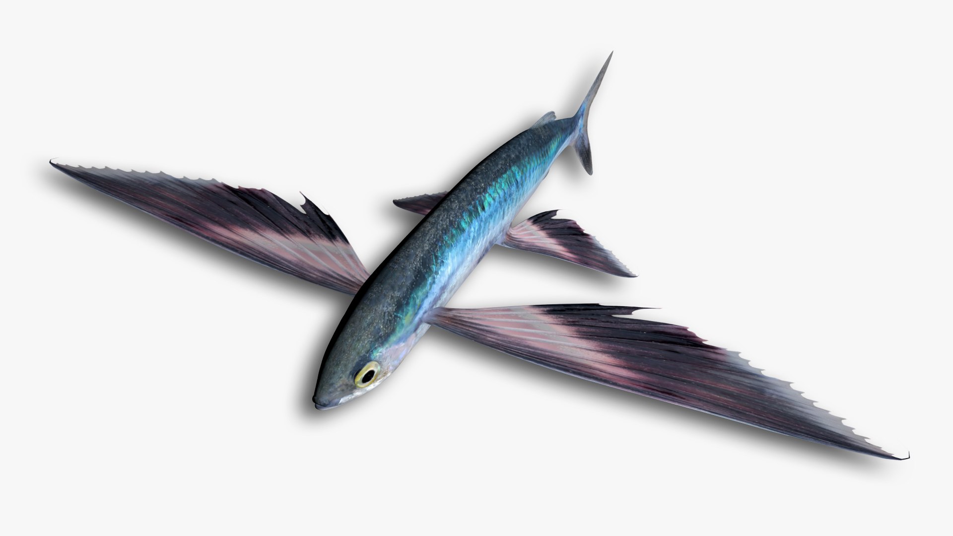 3D Flyingfish Collection model - TurboSquid 1813117