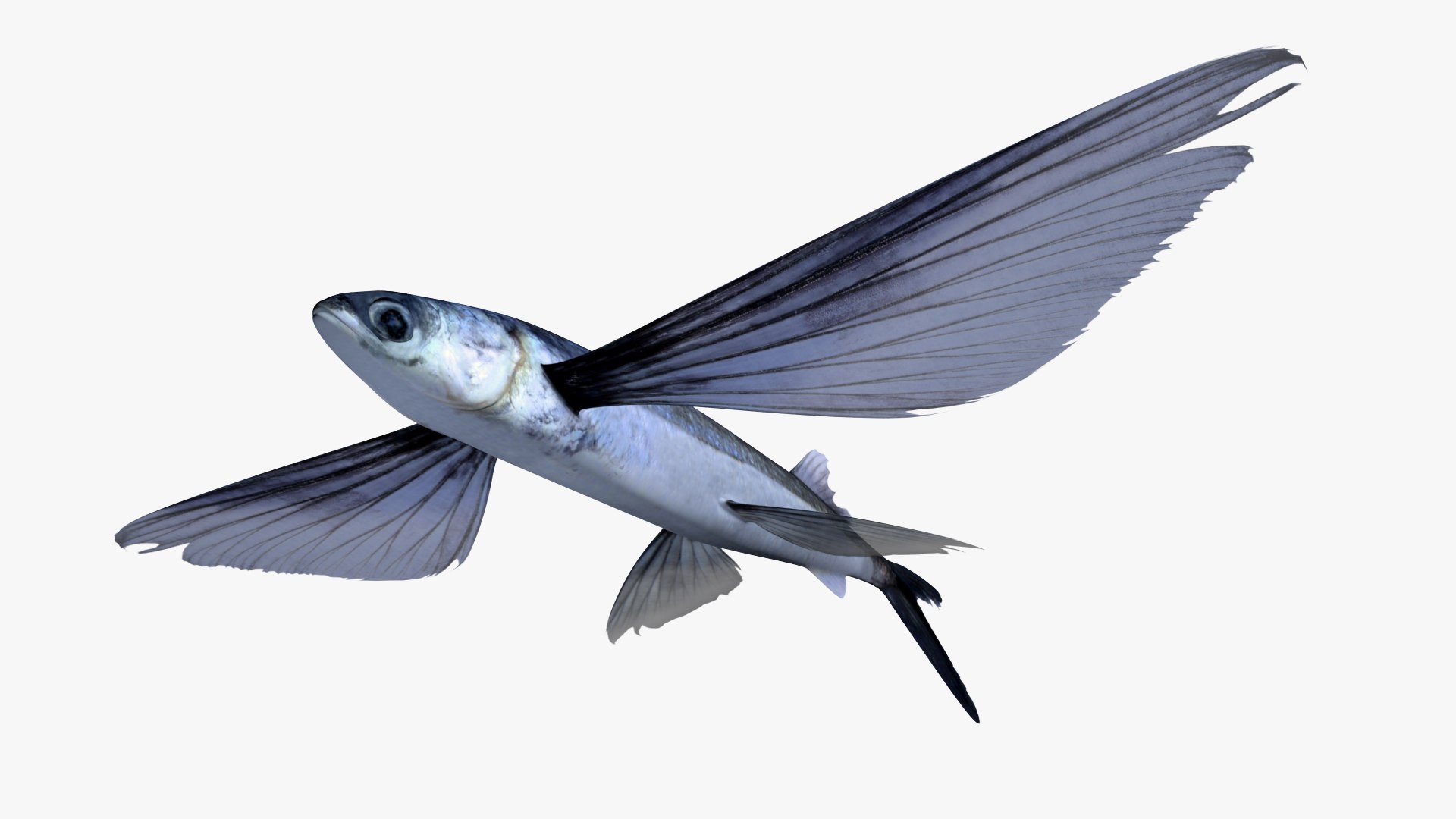 3D Flyingfish Collection model - TurboSquid 1813117