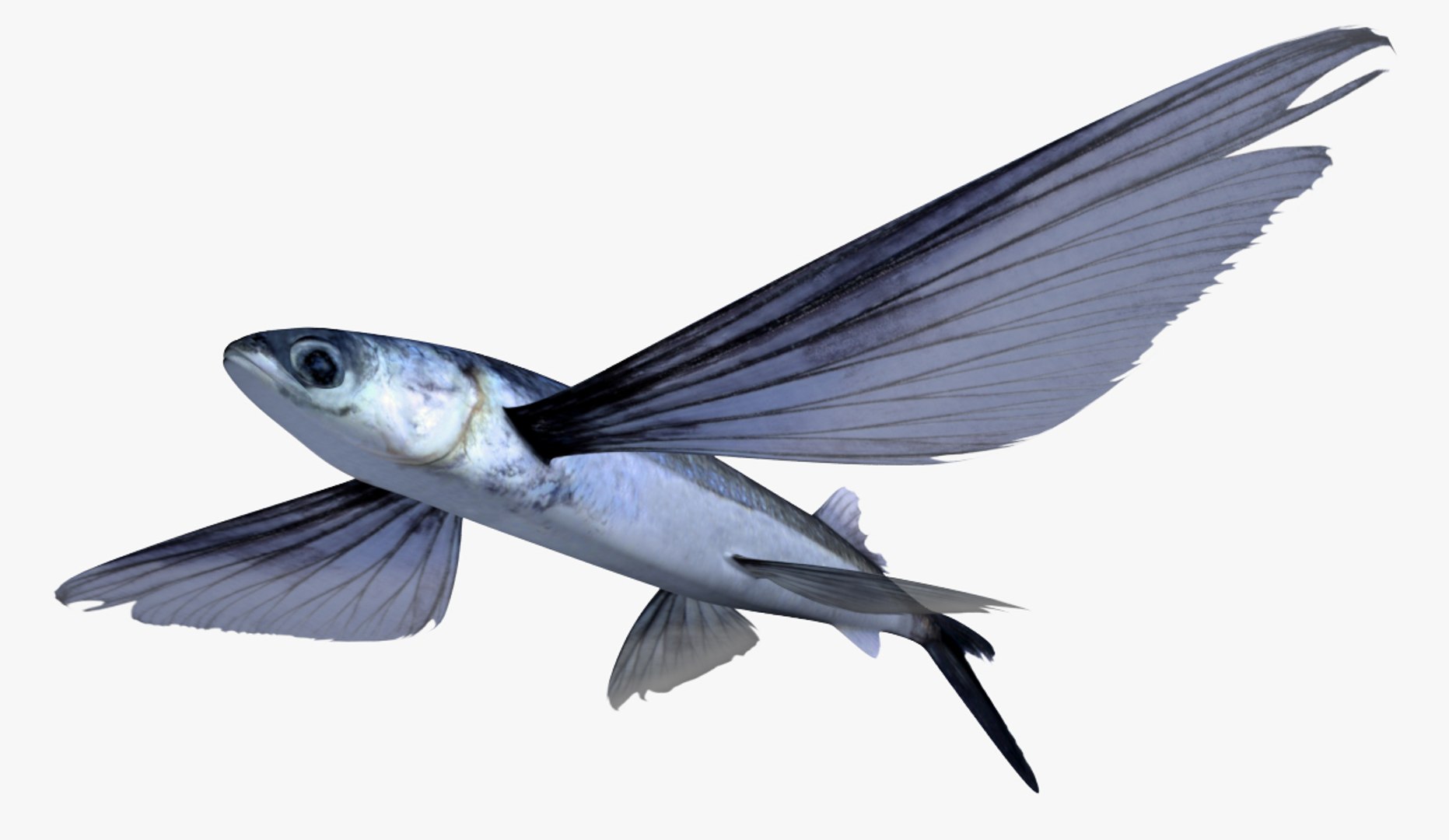 3D Flyingfish Collection model - TurboSquid 1813117