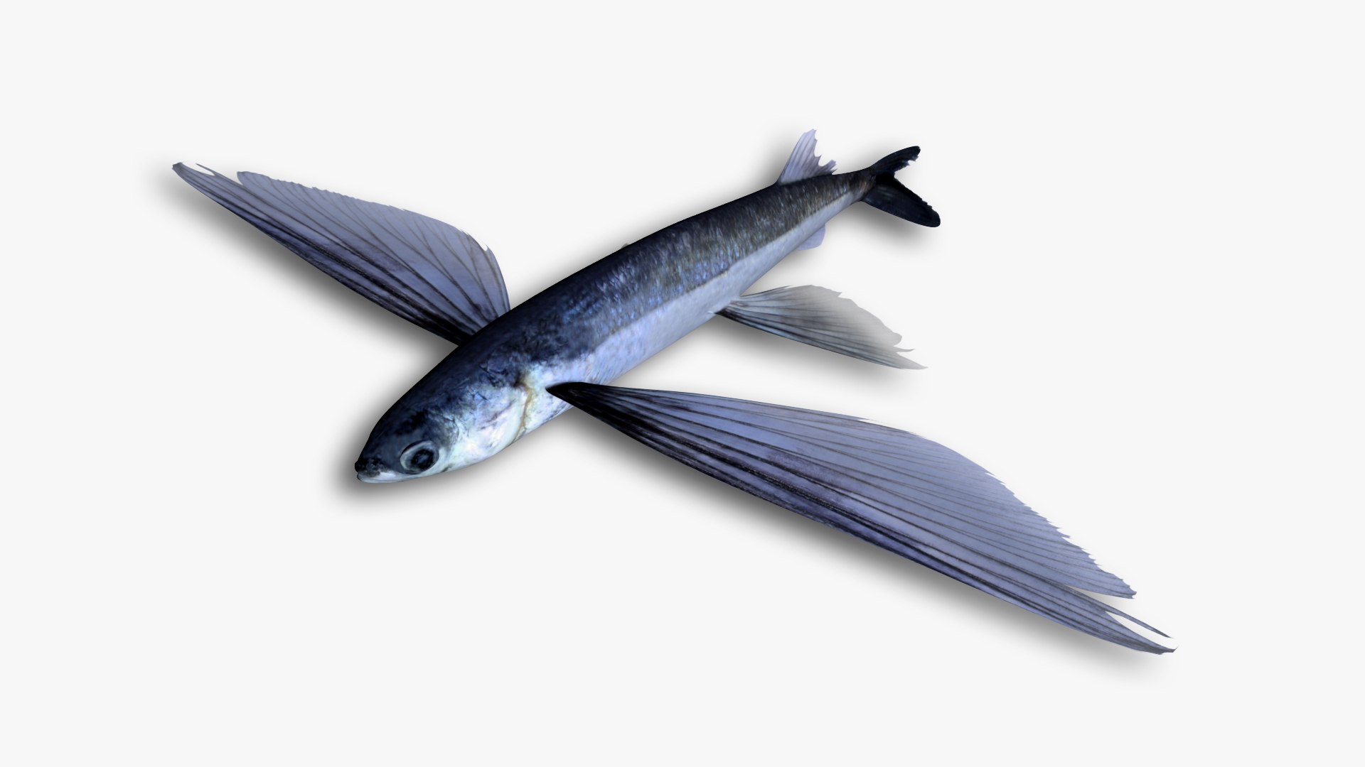3D Flyingfish Collection model - TurboSquid 1813117