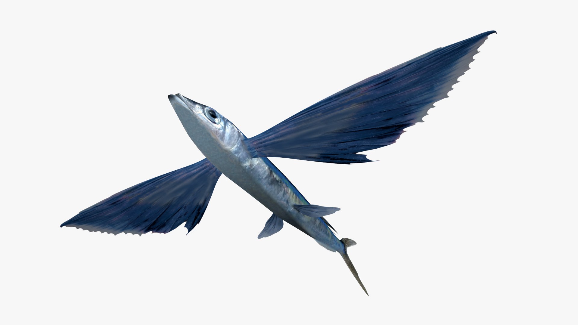 3D Flyingfish Collection model - TurboSquid 1813117