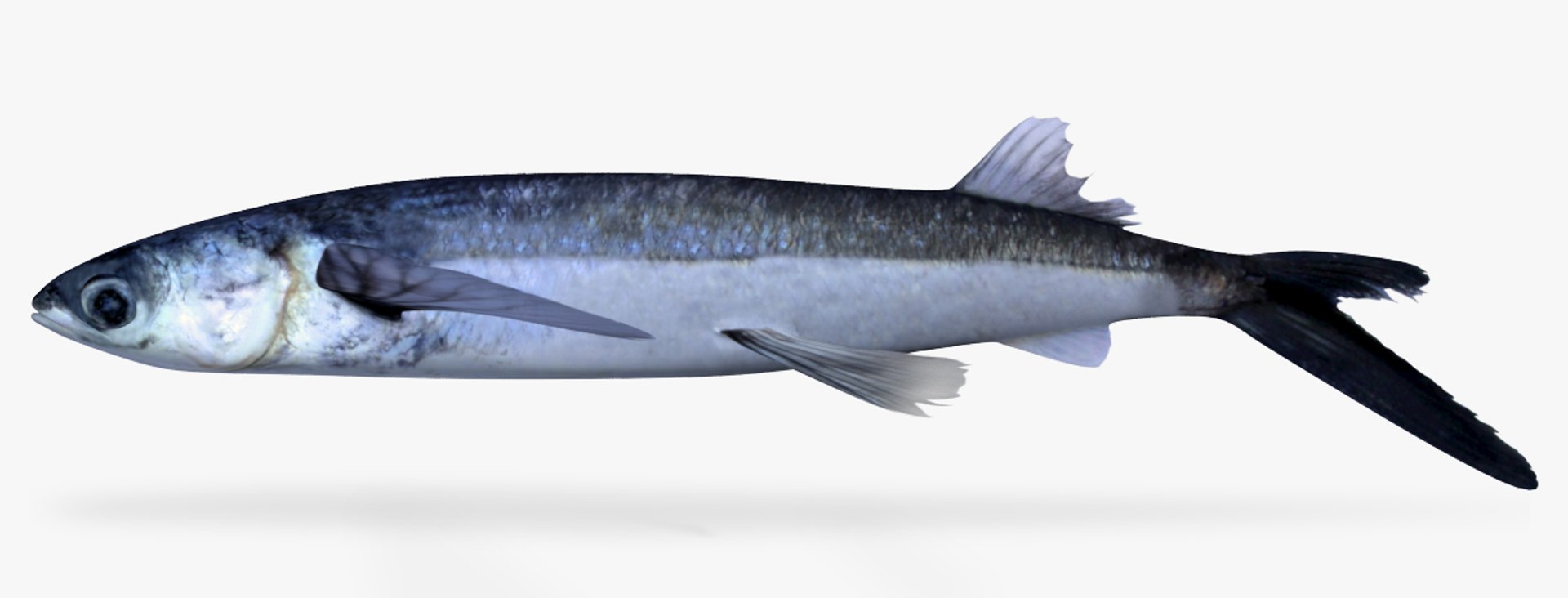 3D Flyingfish Collection model - TurboSquid 1813117