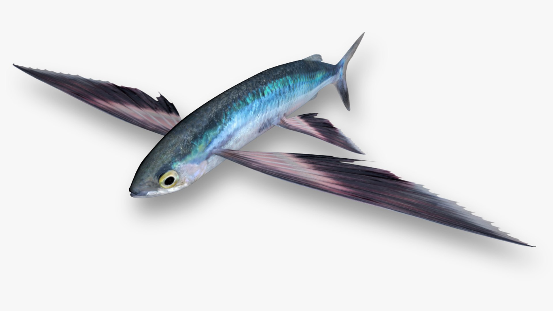 3D Flyingfish Collection model - TurboSquid 1813117