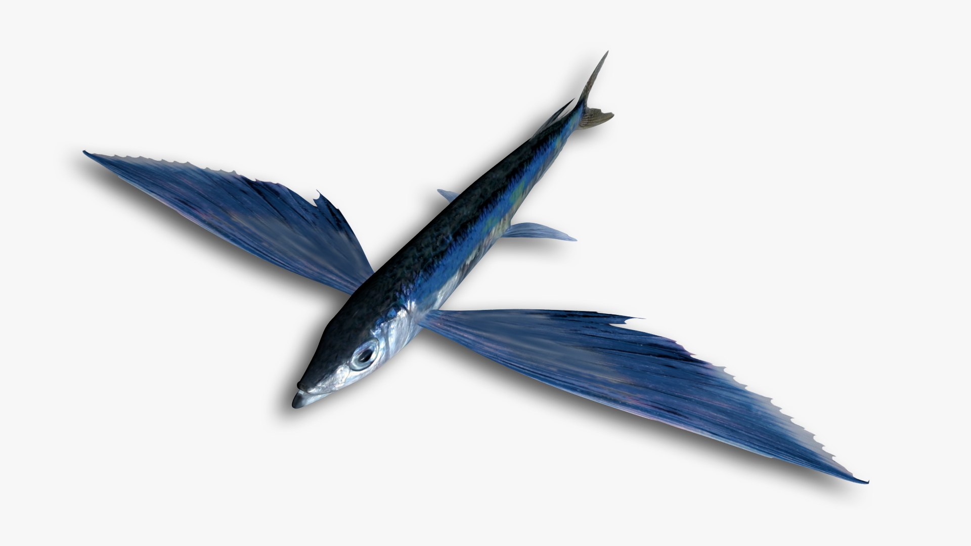 3D Flyingfish Collection model - TurboSquid 1813117