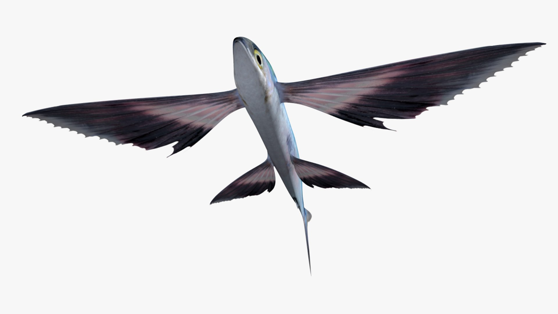 3D Flyingfish Collection model - TurboSquid 1813117