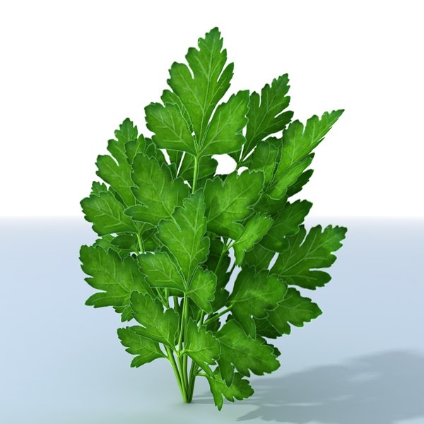 3d model thyme herb