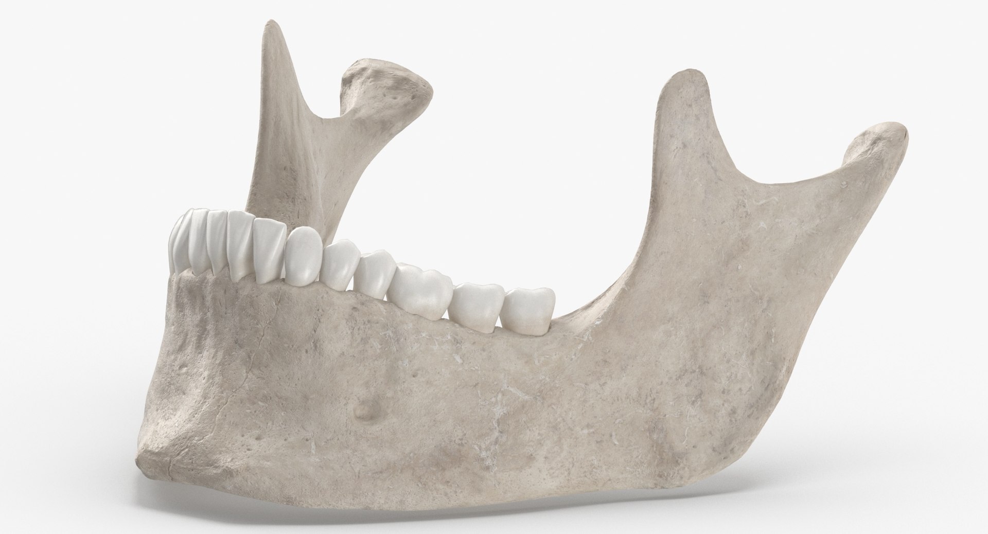 Human Male and Female Jawbones Collection White - 2 models 3D ...