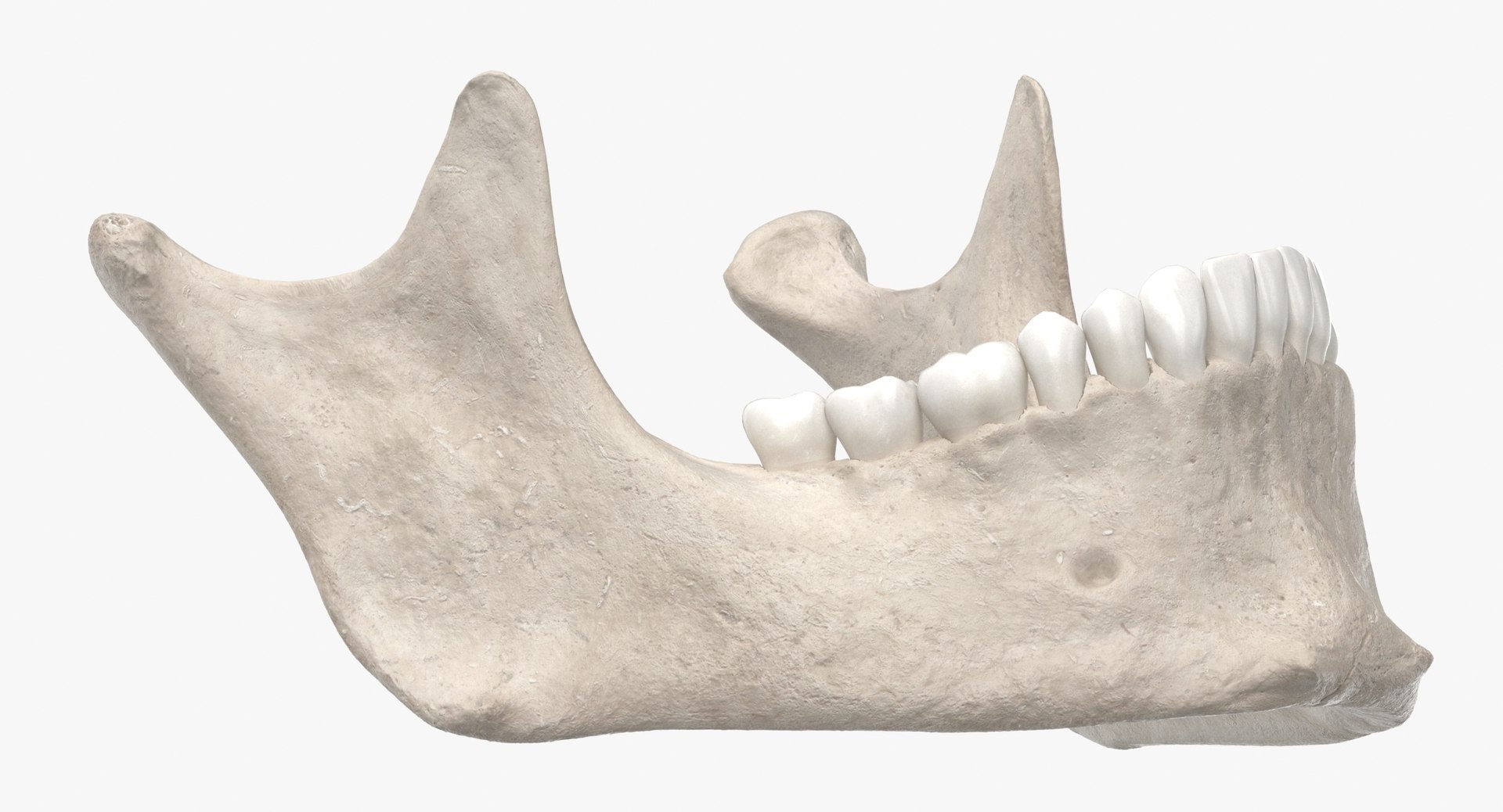 Human Male and Female Jawbones Collection White - 2 models 3D ...