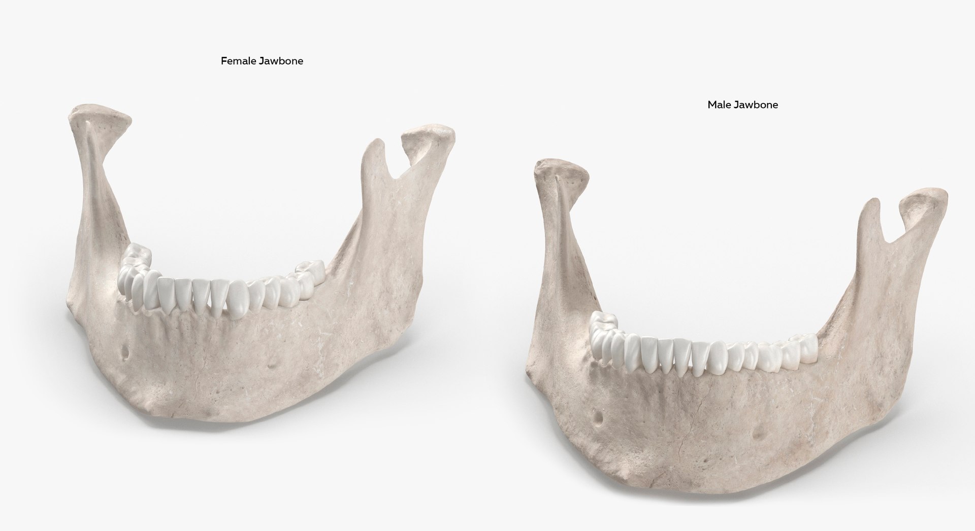 Human Male And Female Jawbones Collection White - 2 Models 3D ...