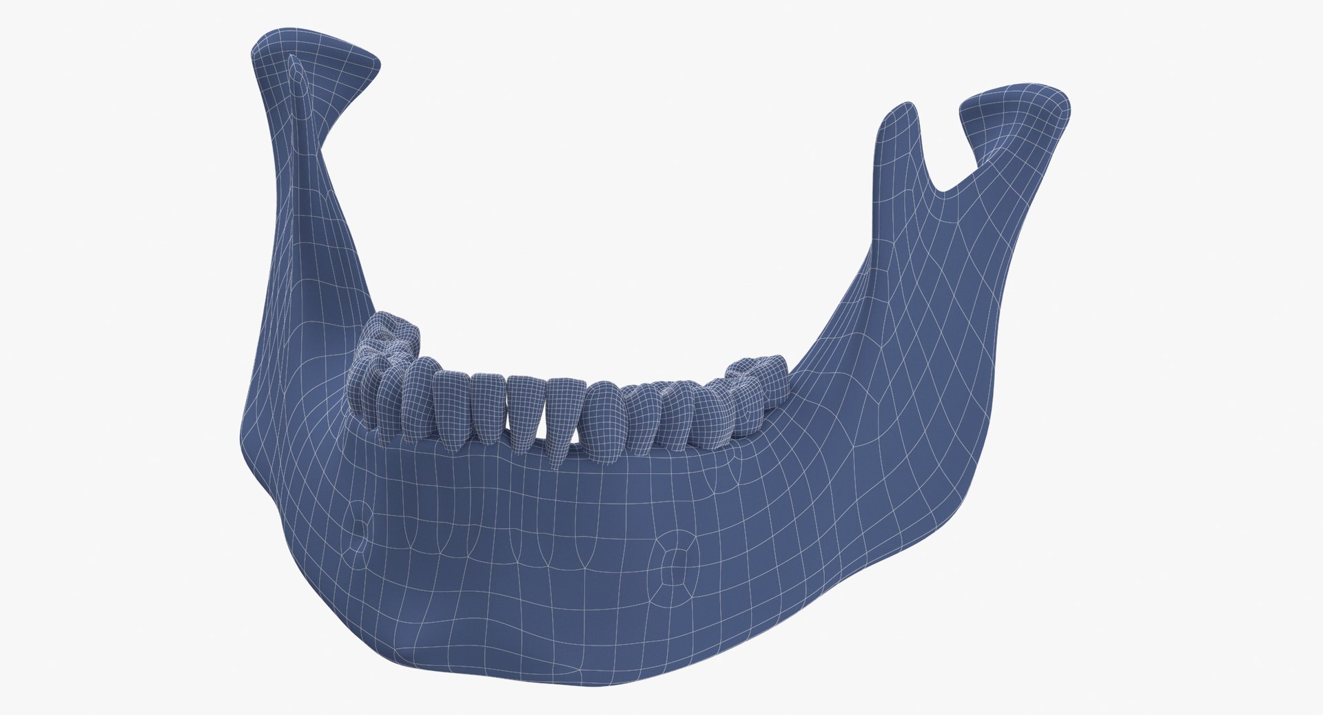 Human Male and Female Jawbones Collection White - 2 models 3D ...