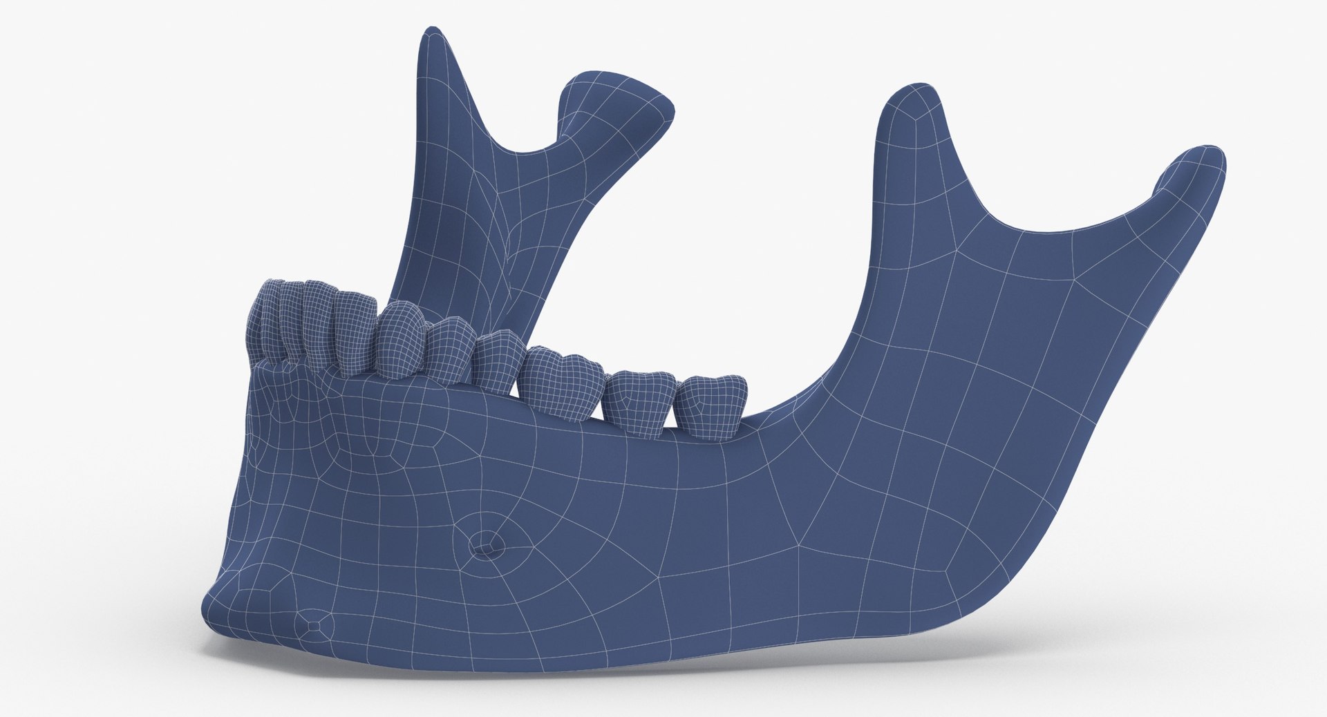 Human Male and Female Jawbones Collection White - 2 models 3D ...