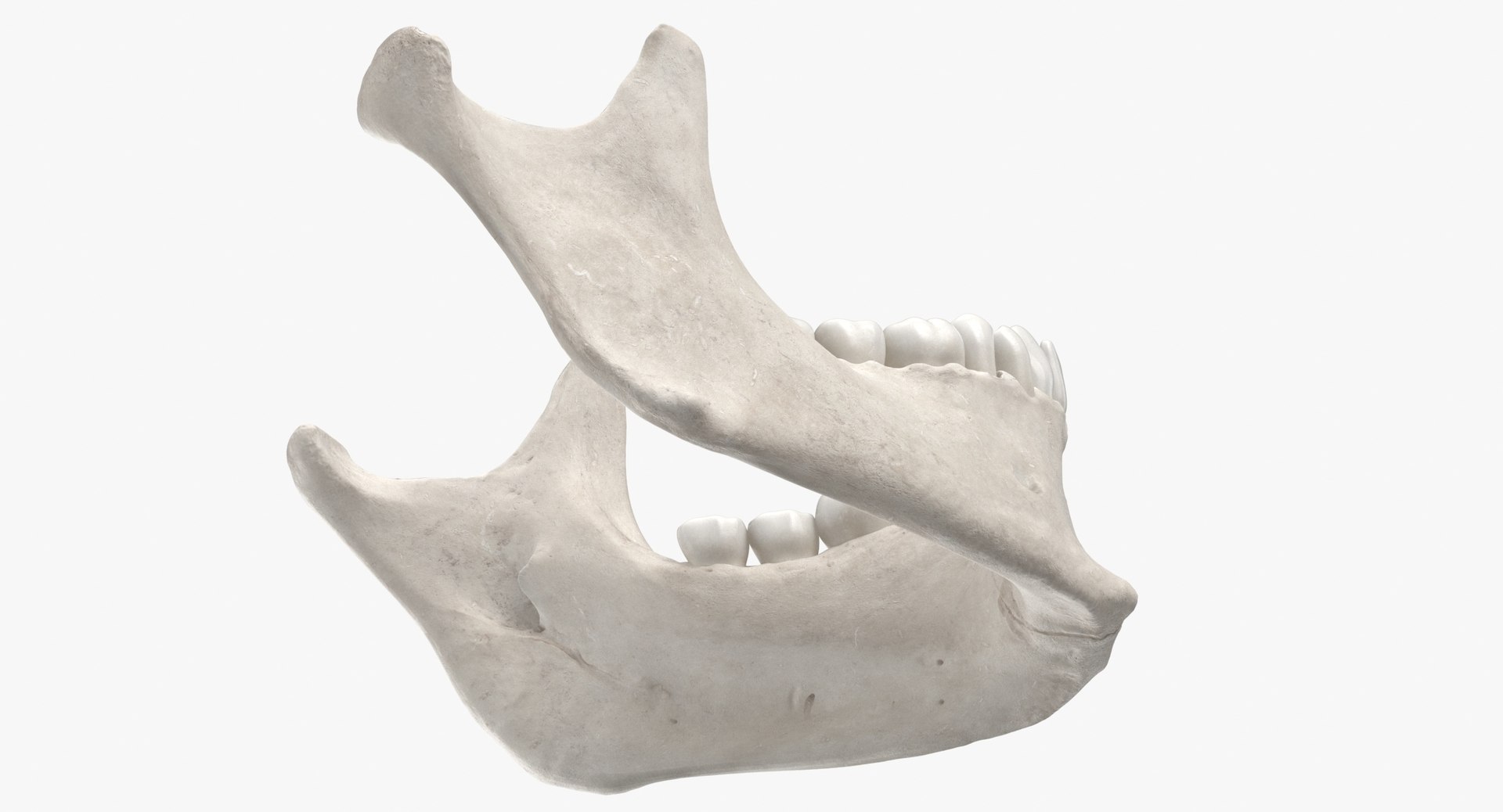 Human Male and Female Jawbones Collection White - 2 models 3D ...