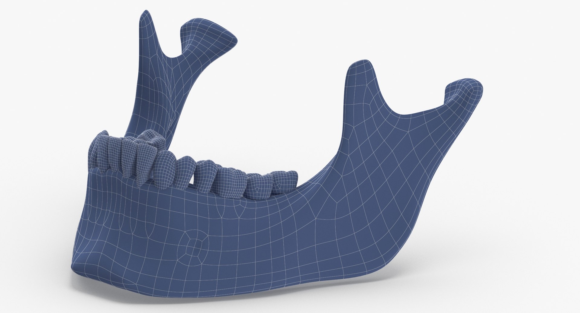 Human Male and Female Jawbones Collection White - 2 models 3D ...