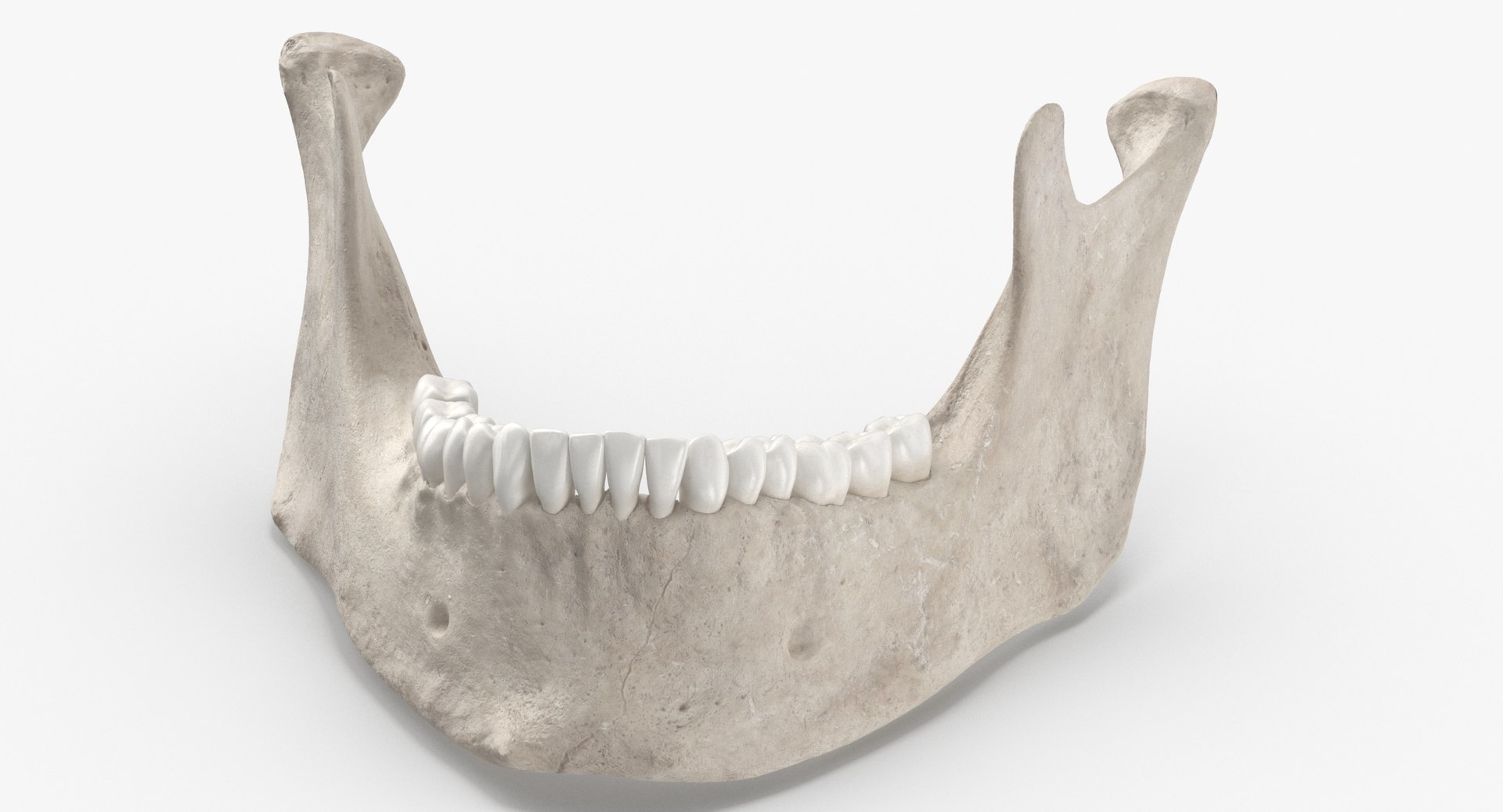 Human Male And Female Jawbones Collection White - 2 Models 3D ...