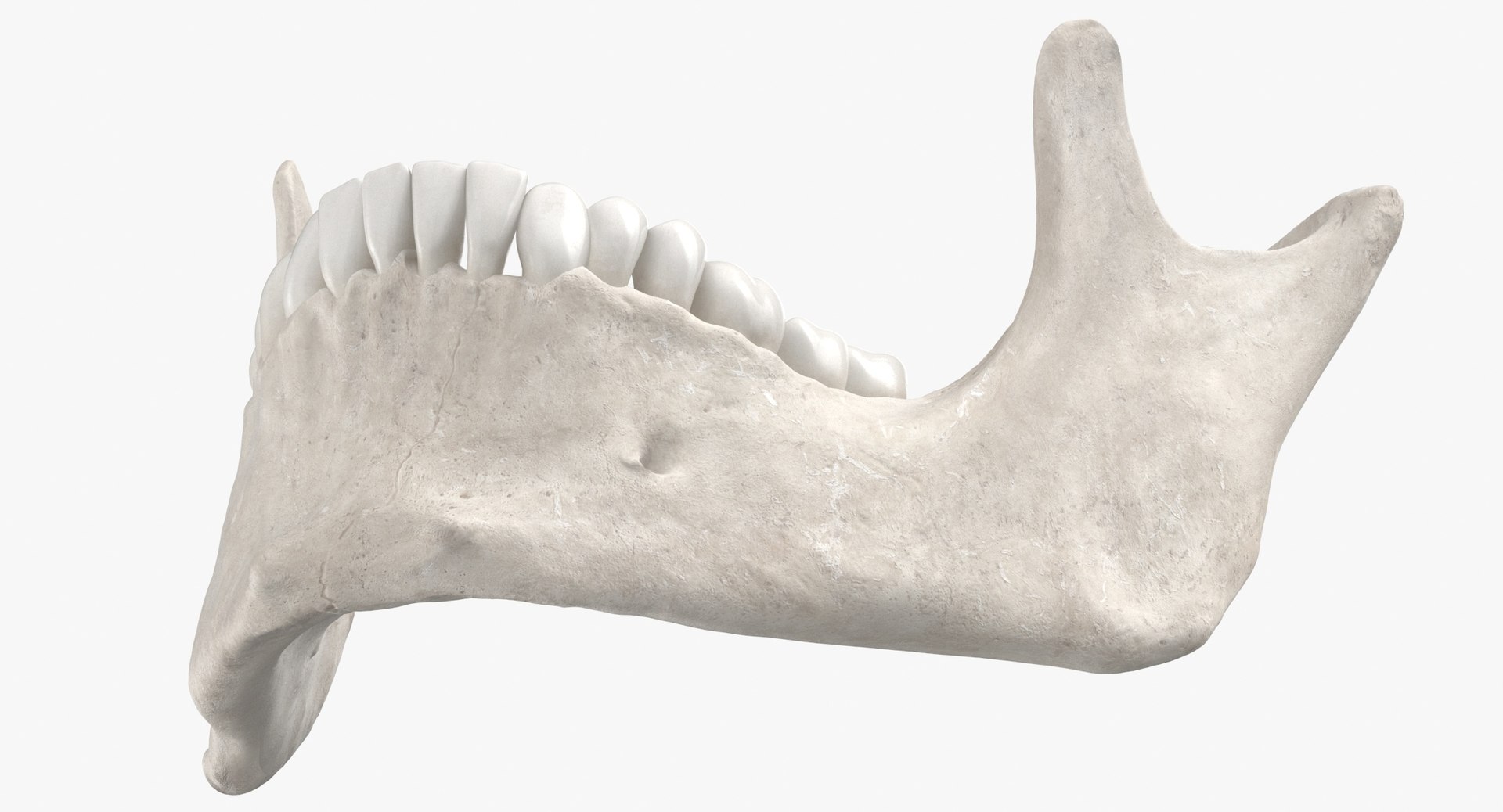 Human Male and Female Jawbones Collection White - 2 models 3D ...