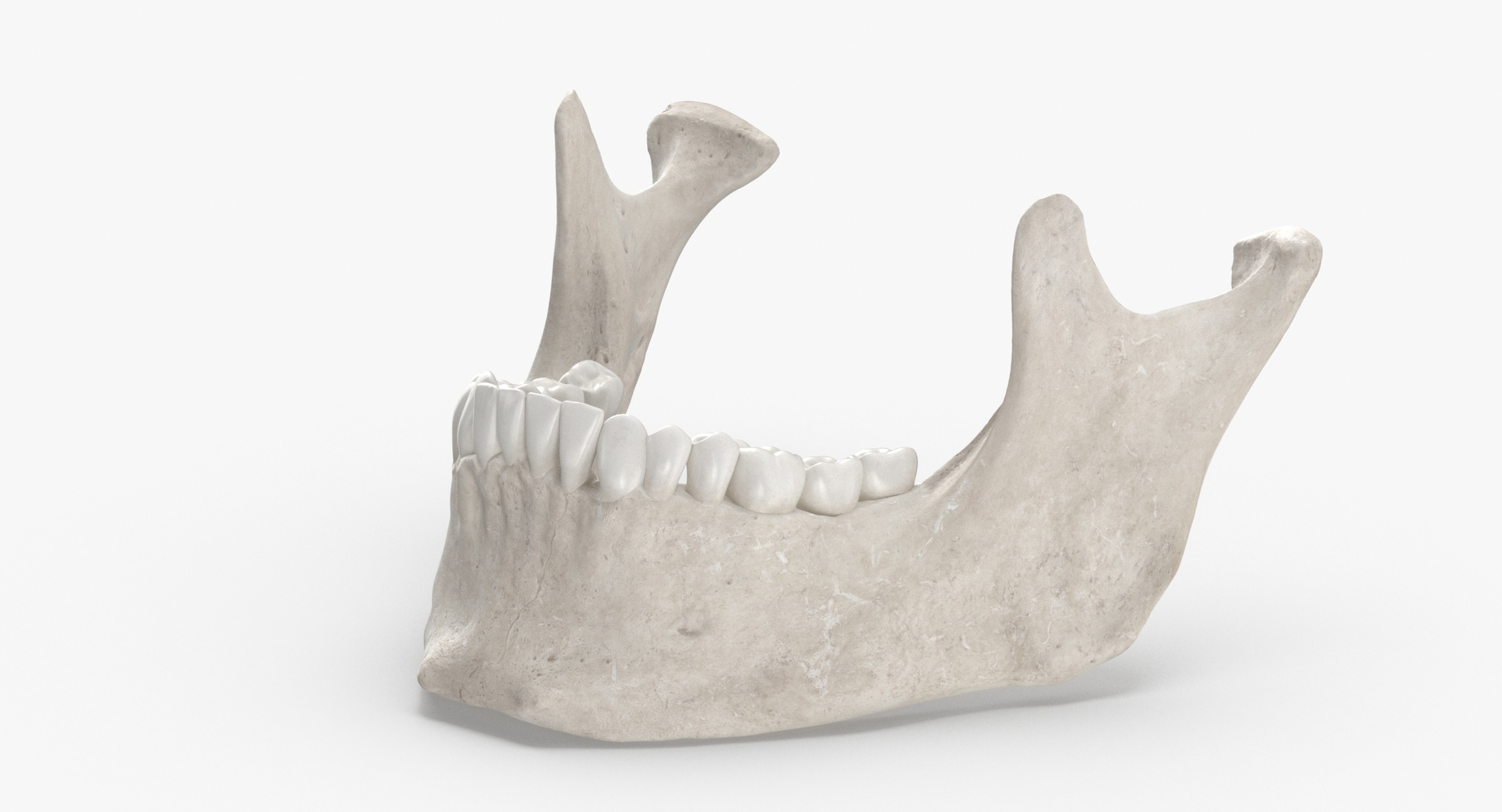 Human Male And Female Jawbones Collection White - 2 Models 3D ...