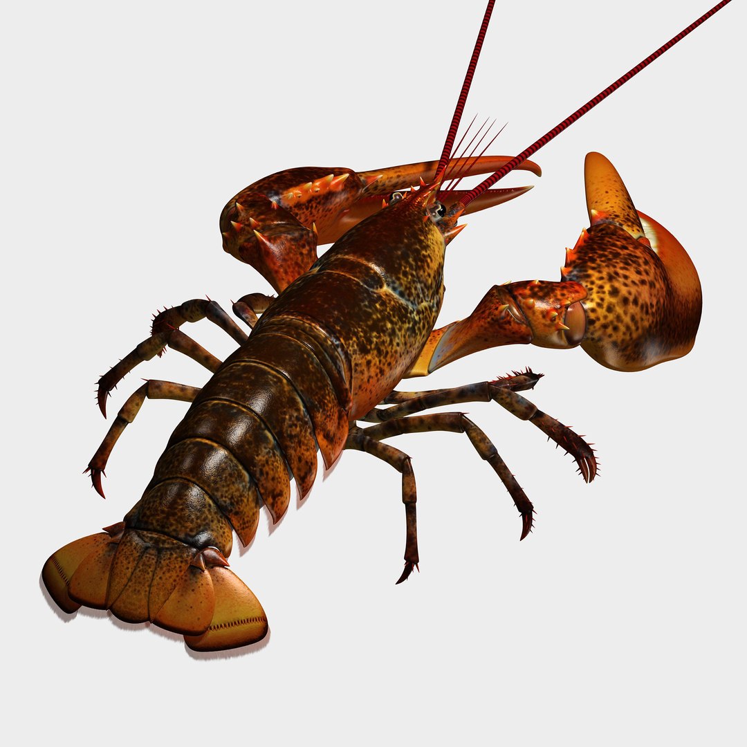 3d model lobster