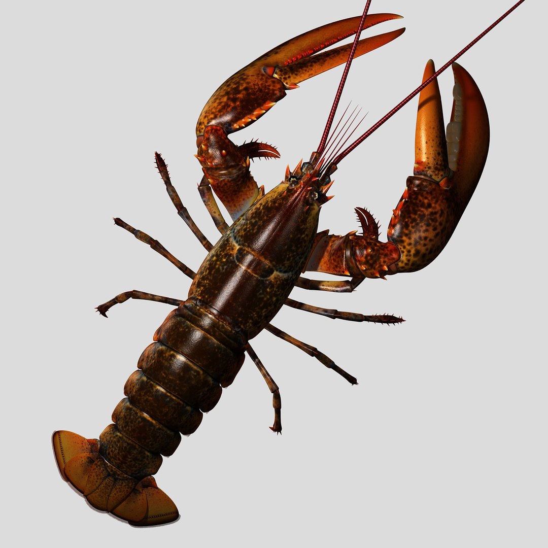 3d model lobster