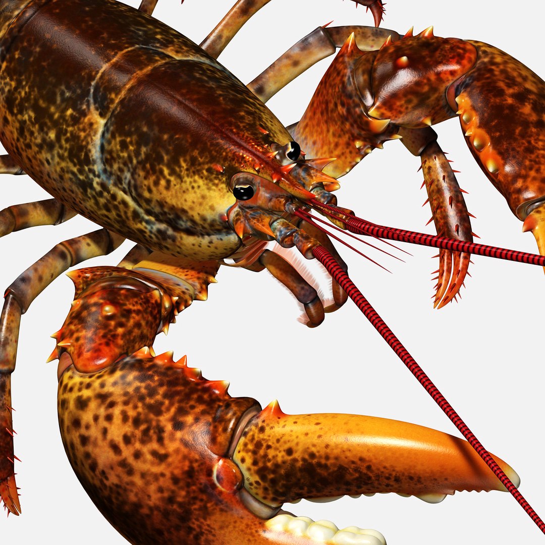 3d model lobster