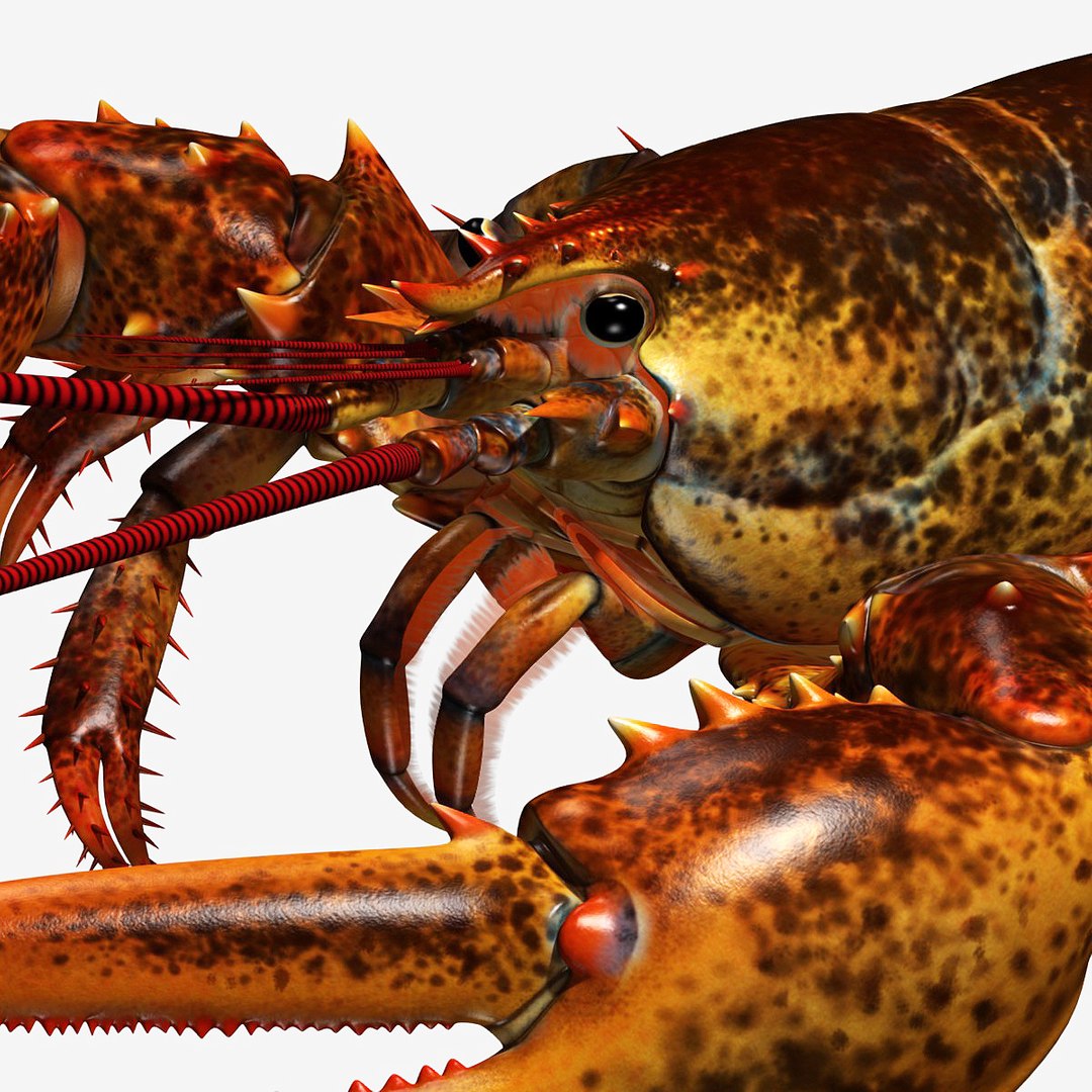 3d model lobster