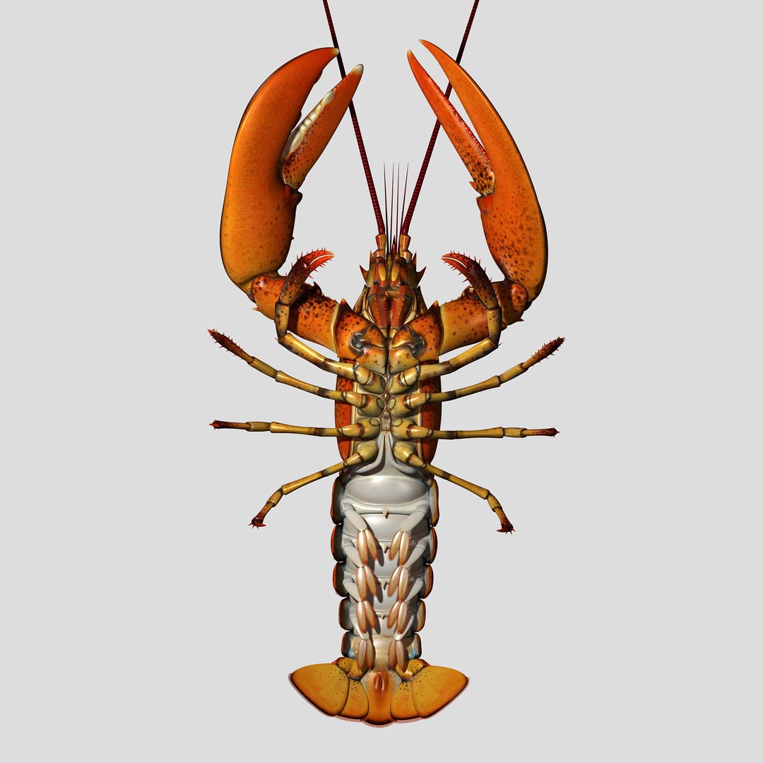 3d model lobster